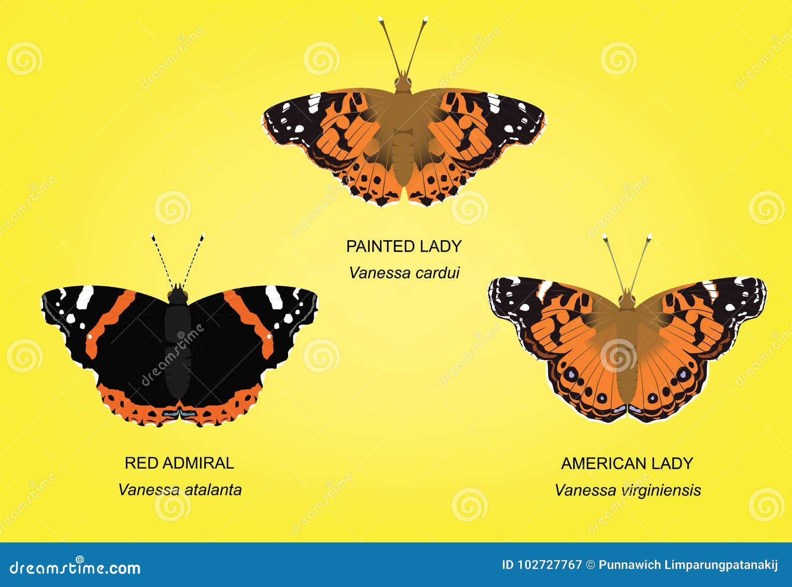 Butterfly Painted Lady Set Vector Illustration Stock Vector ...