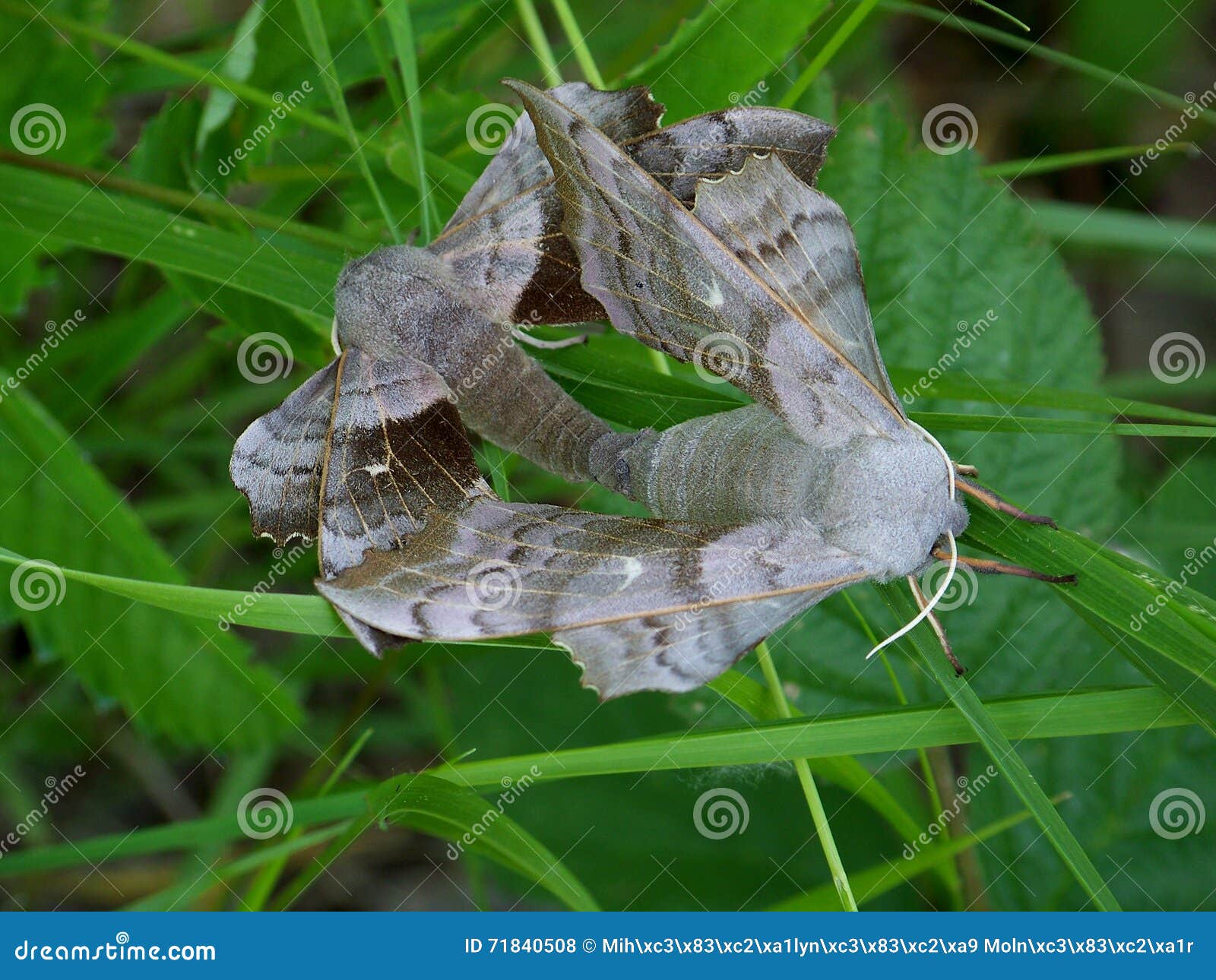 Butterfly pair mating stock photo. Image of springtime - 71840508