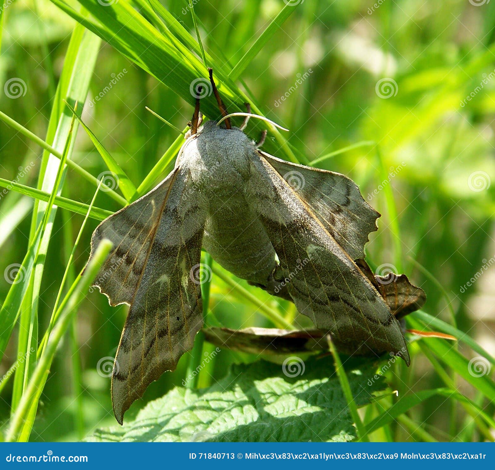 Butterfly pair mating stock image. Image of mating, moth - 71840713