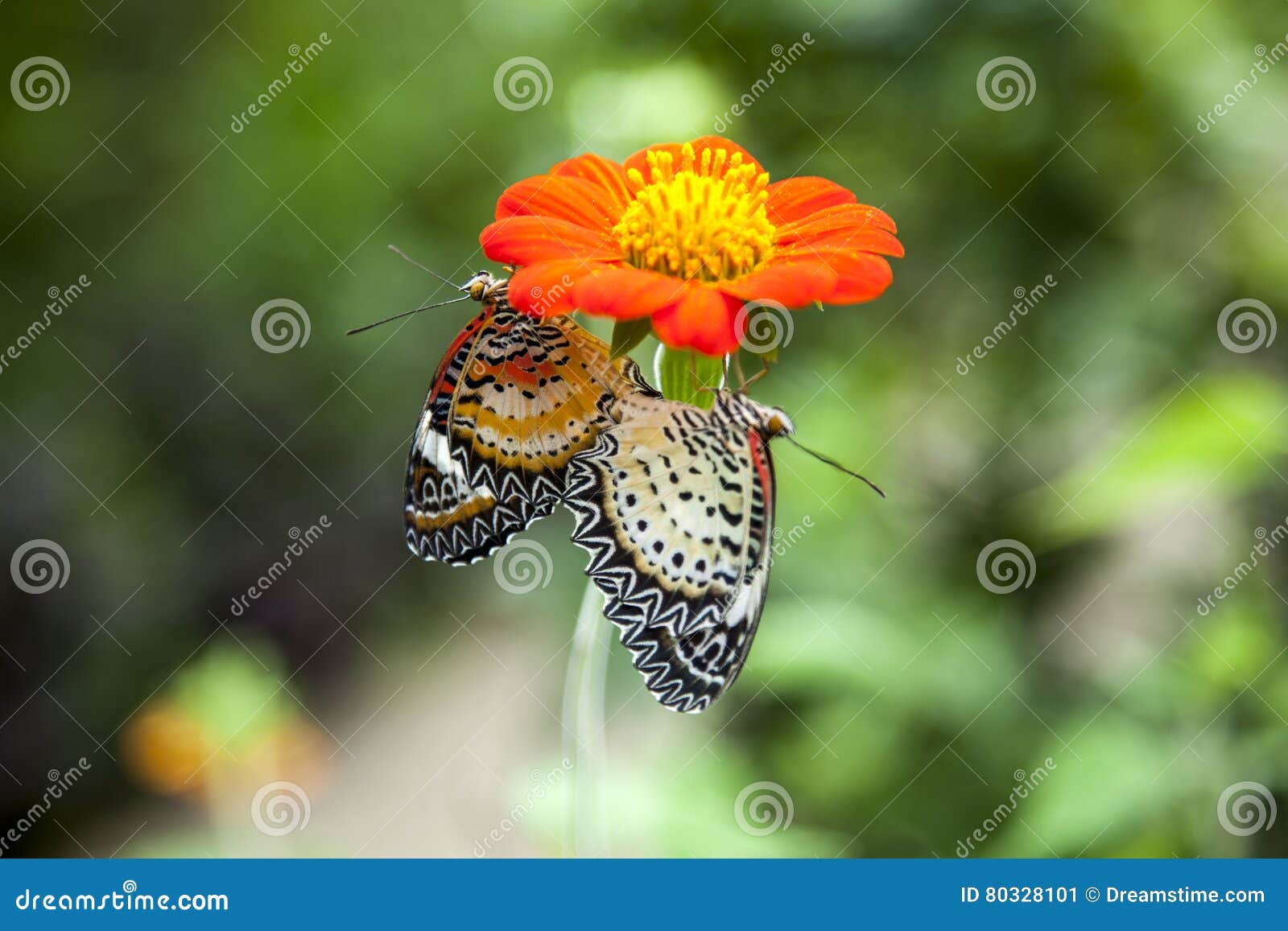 Butterfly Pairing on Flower Stock Image - Image of closeup, garden ...