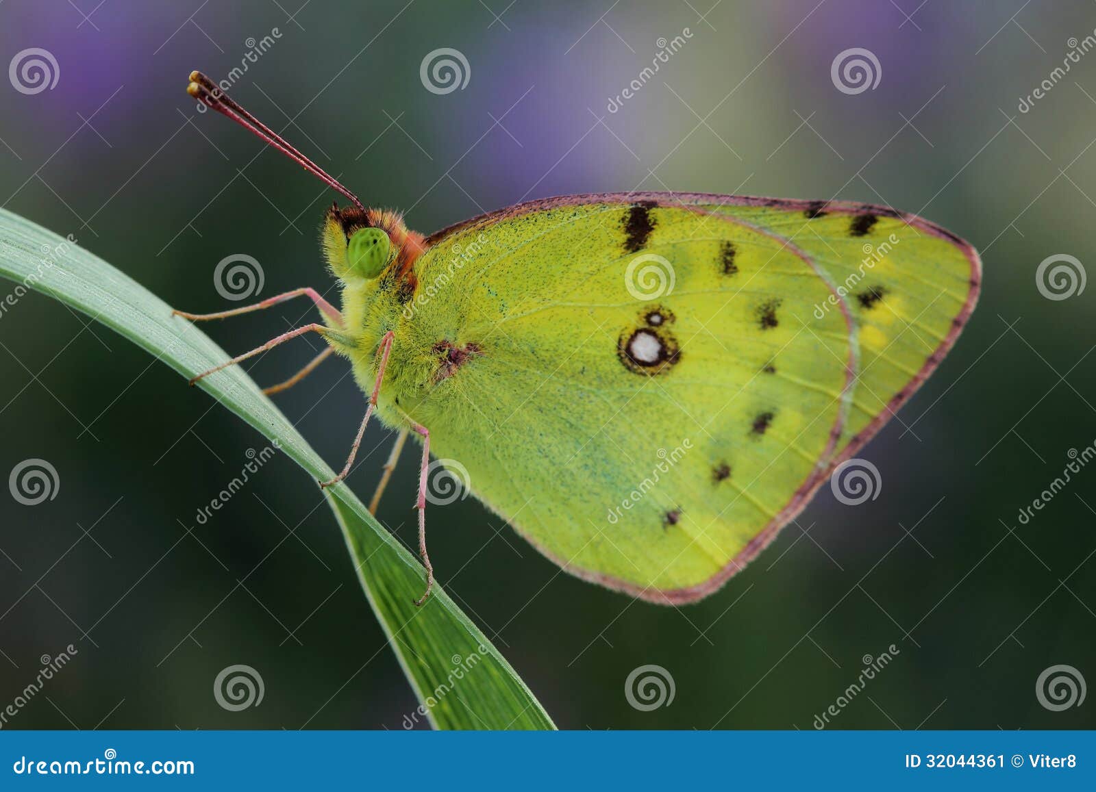 Butterfly - Pale Clouded Yellow (Colias Hyale) Stock Image - Image of ...