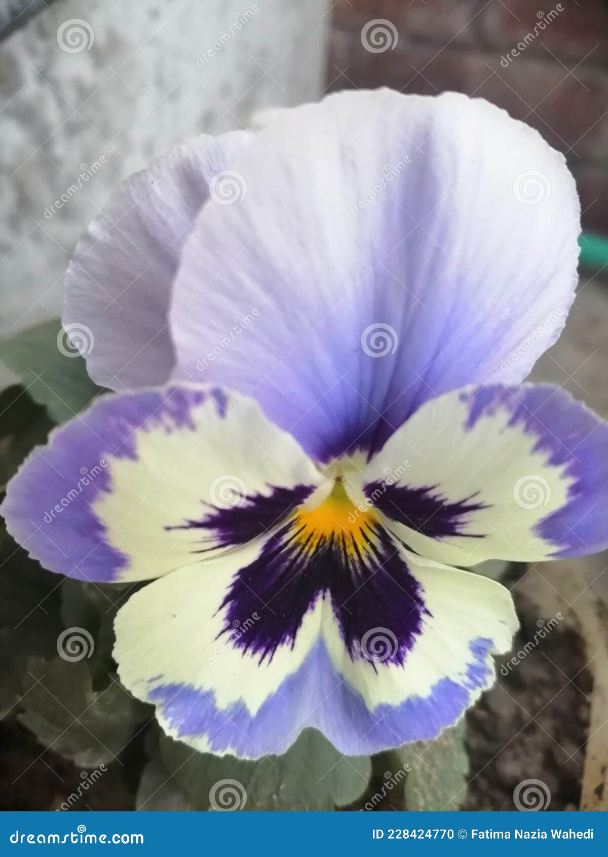 Butterfly Pansi Flower stock photo. Image of natural - 228424770