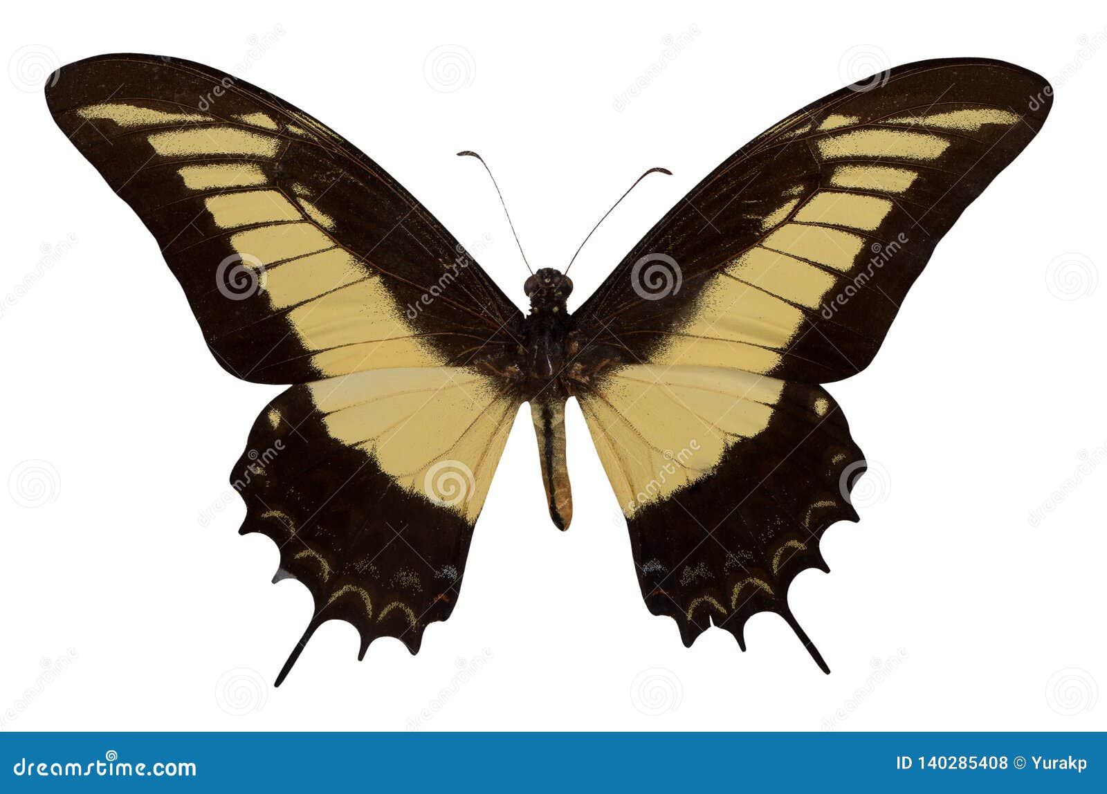 Butterfly Papilio Androgeos Isolated on White Background Stock Photo ...
