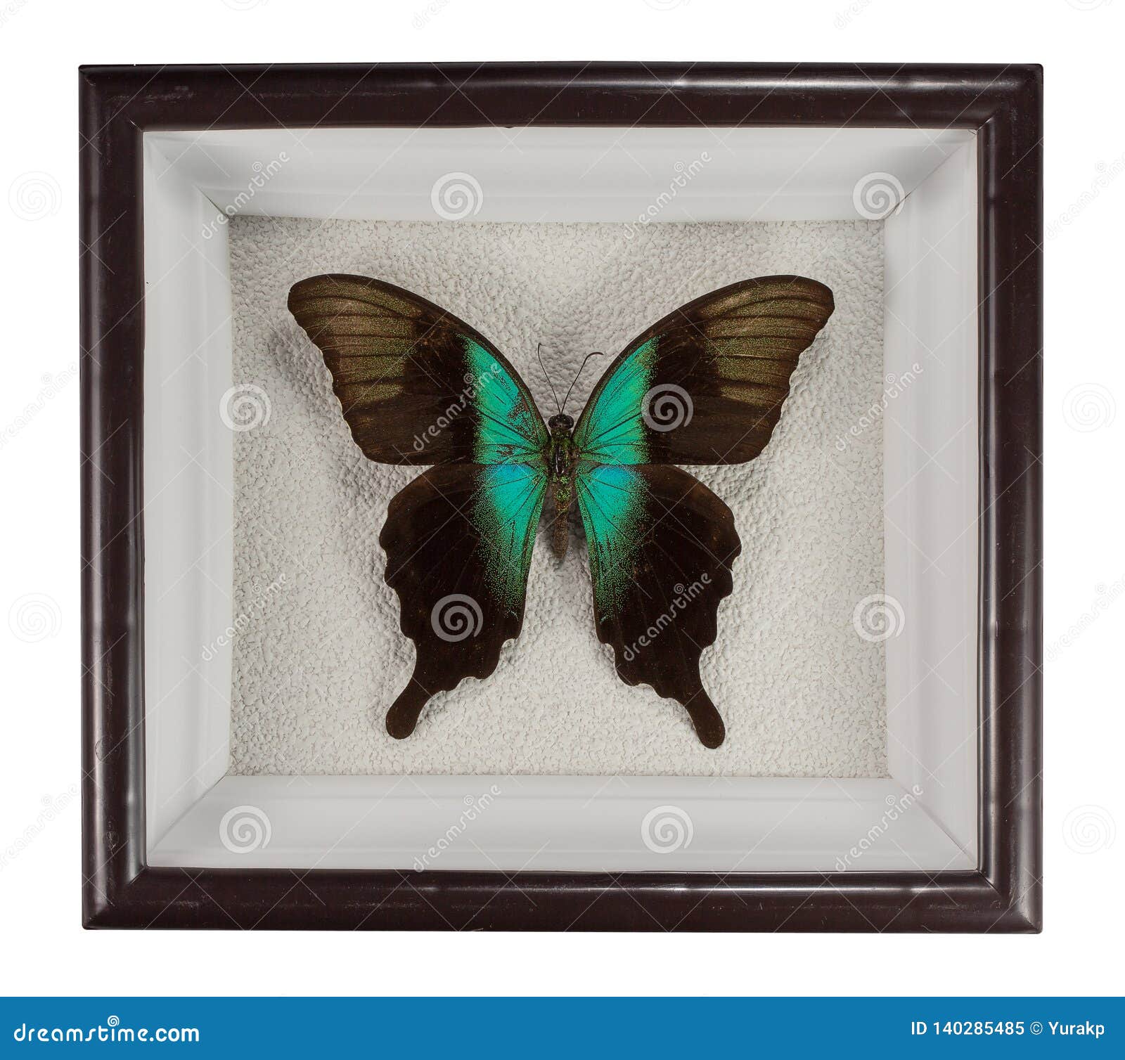Butterfly Papilio Peranthus Adamantius in Frame Isolated on White ...