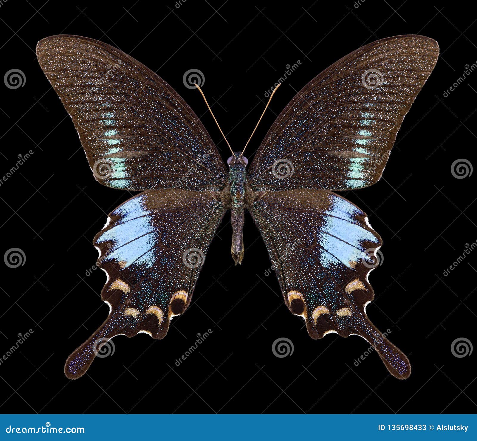Butterfly Papilio polyctor stock image. Image of ornamental - 135698433