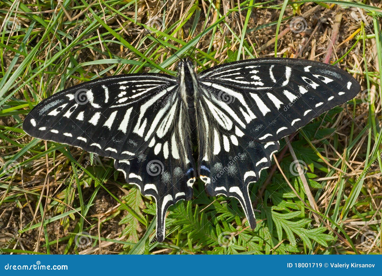 Butterfly (Papilio Xuthus) 23 Stock Image - Image of wing, detail: 18001719