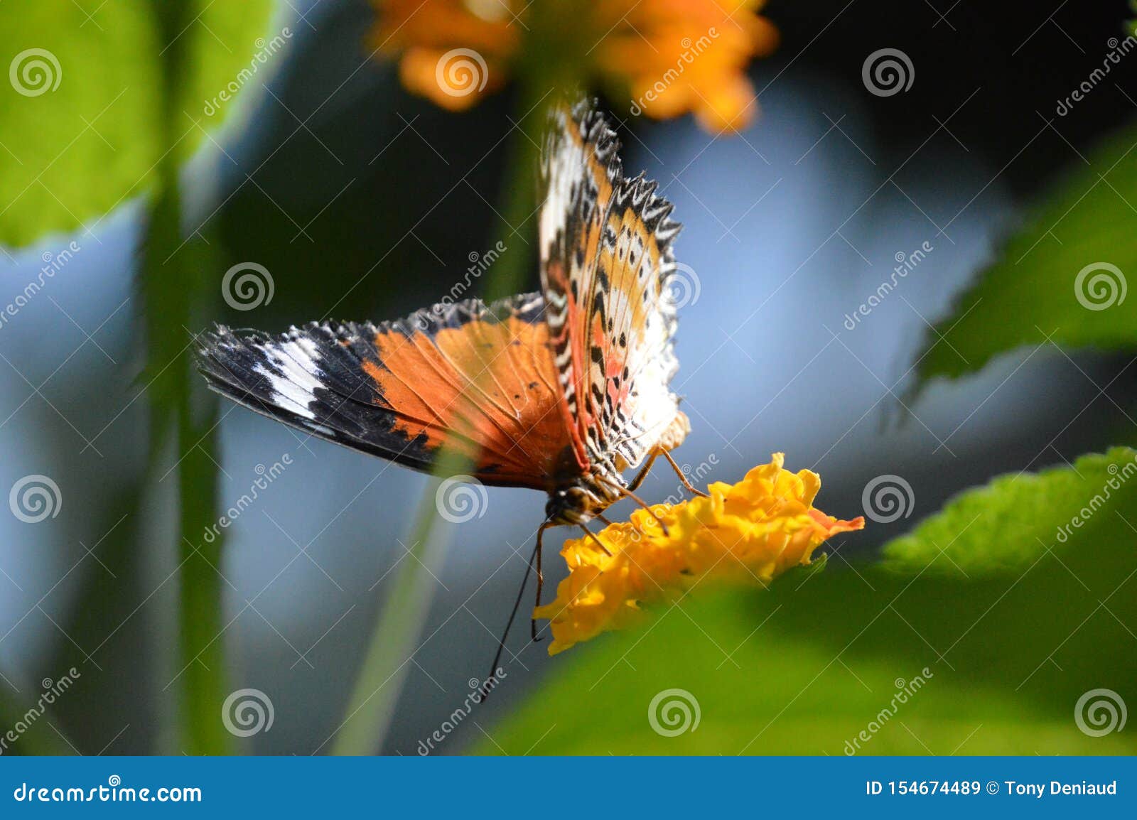 Butterfly / Papillon stock image. Image of insects, plantes - 154674489