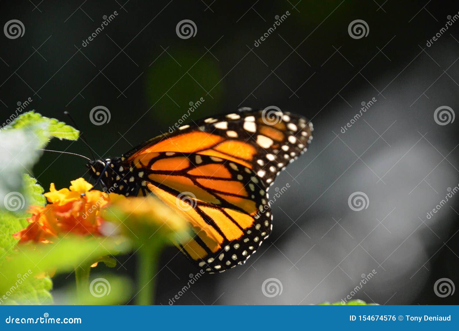 Butterfly / Papillon stock photo. Image of insect, insects - 154674576