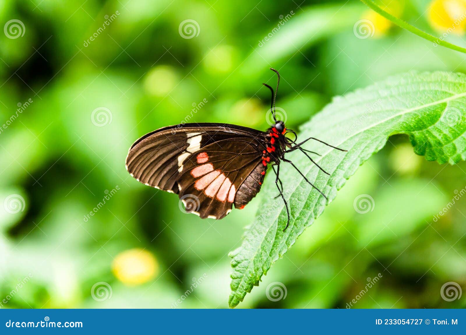 Butterfly Parides Iphidamas, Lepidopteron Stock Image - Image of field ...