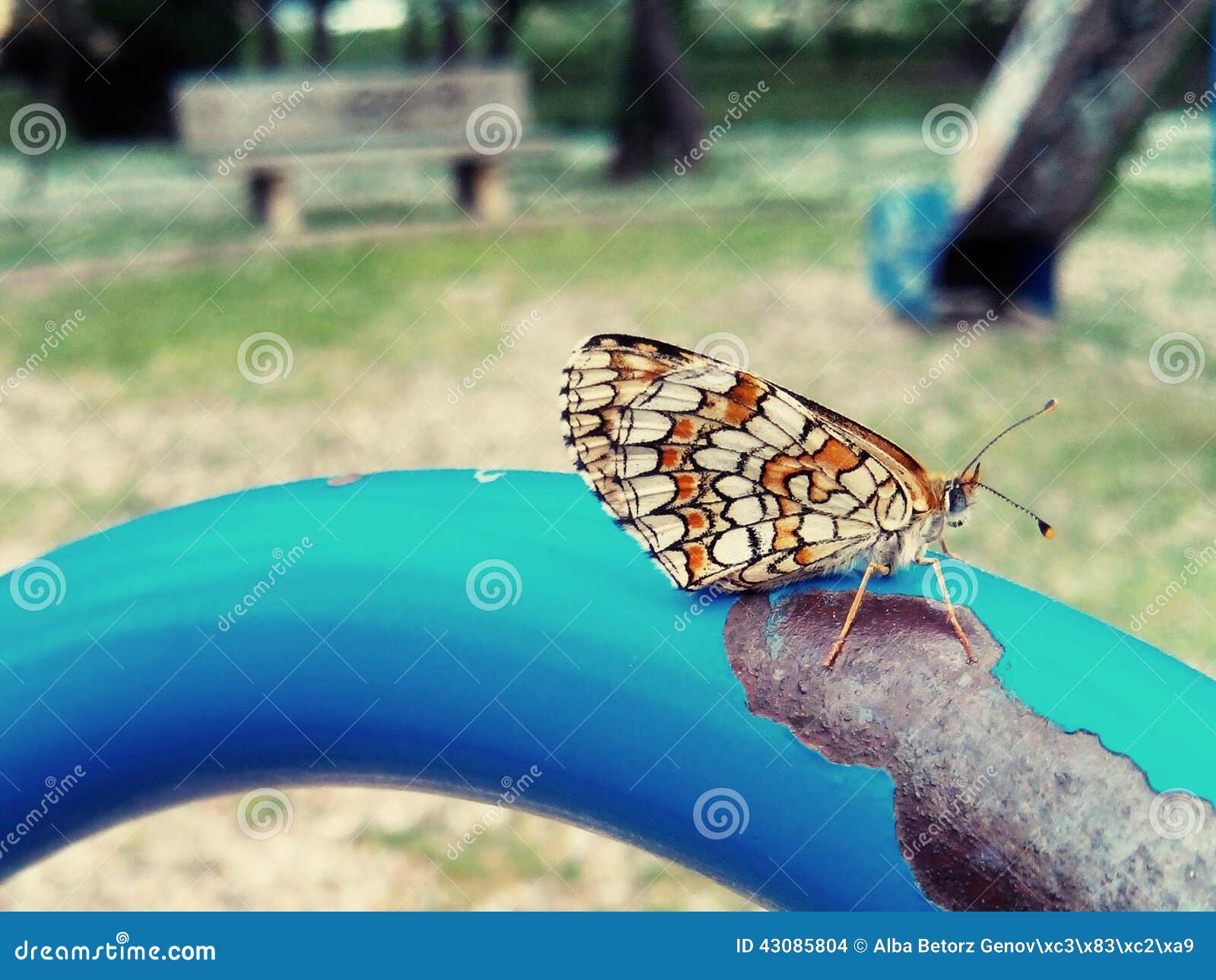 Butterfly in a park. stock photo. Image of playground - 43085804
