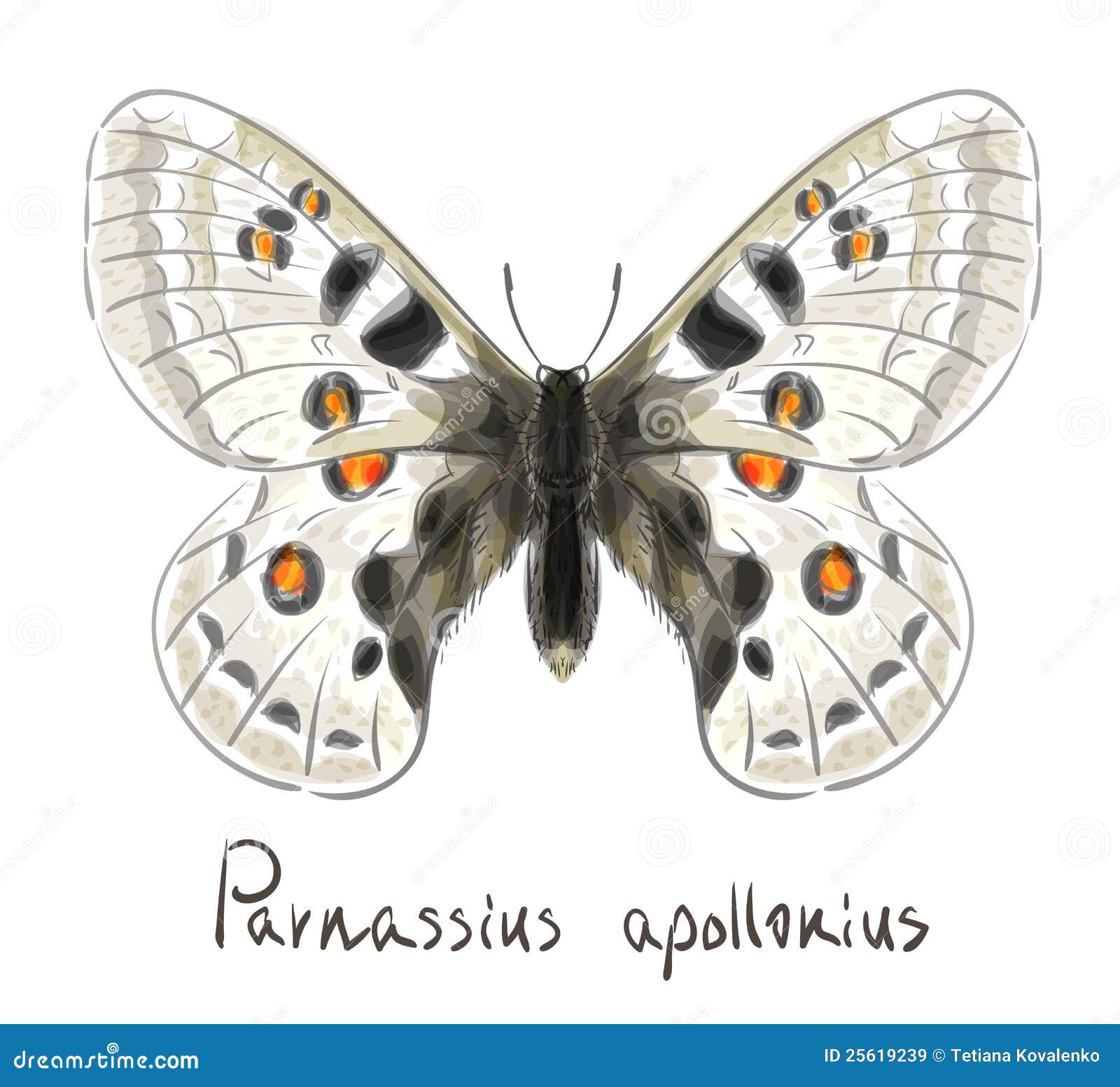 Butterfly Parnassius Apollonius. Stock Illustration - Illustration of ...