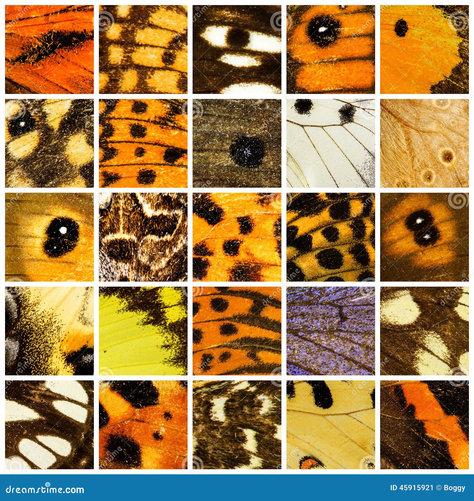 Butterfly pattern set stock image. Image of wing, biology - 45915921