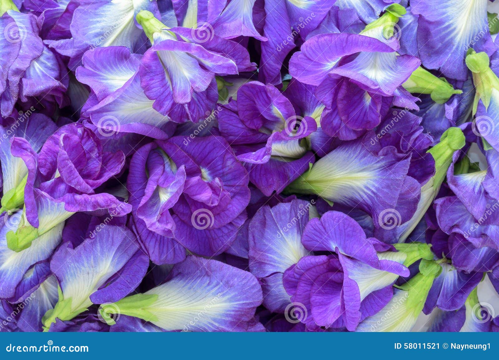 Butterfly Pea Or Clitoria Ternatea Or Bunga Telang Purplish Blue Is A ...