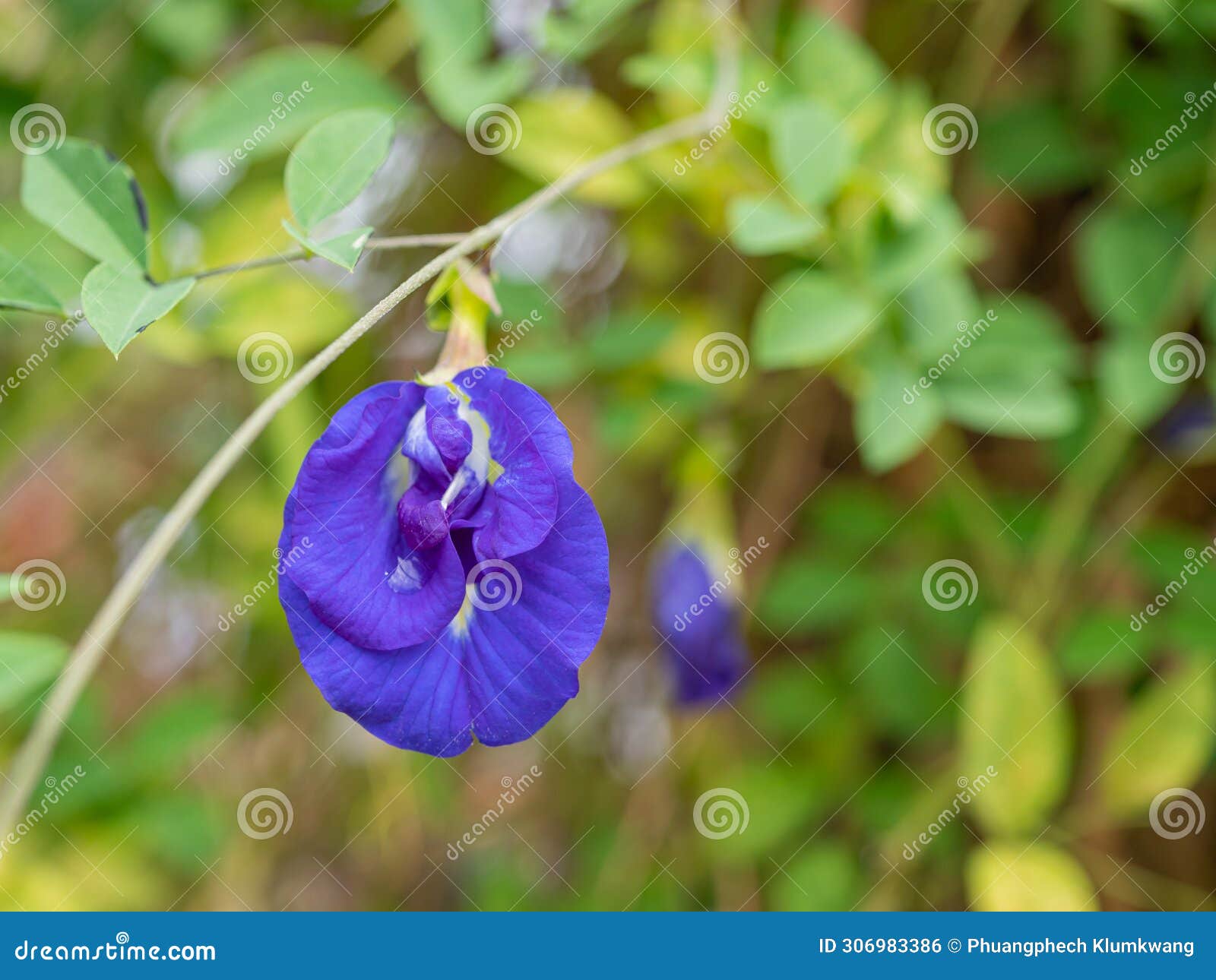 Butterfly Pea, Clitoria Ternatea Flower Stock Photo - Image of herb ...