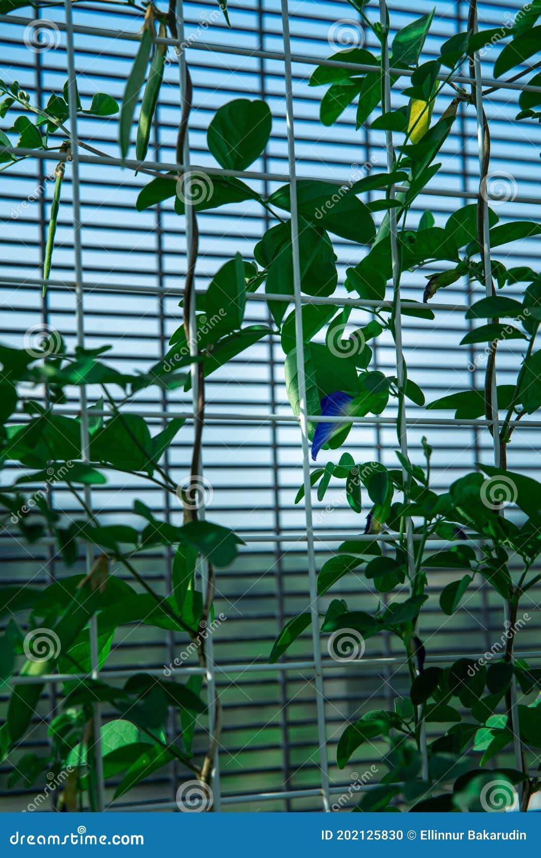 Butterfly Pea, Clitoria Ternatea Tree Stock Photo - Image of background ...