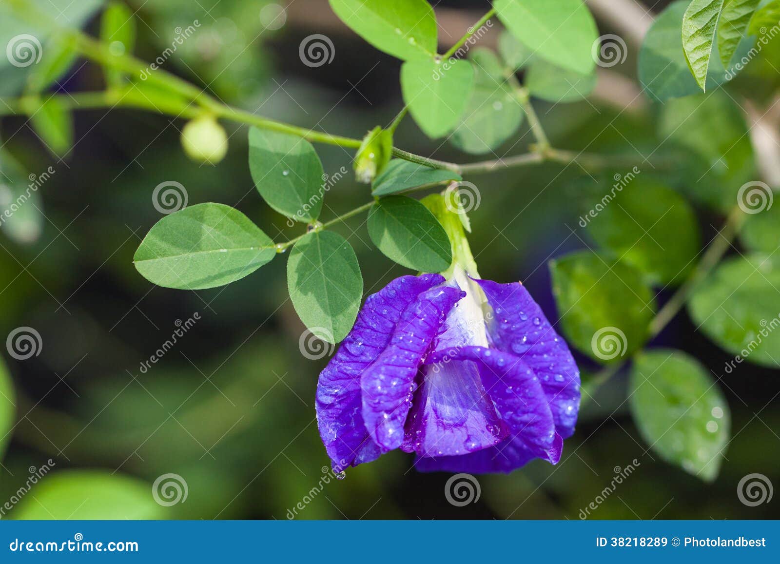 Butterfly pea flower stock image. Image of liana, nature - 38218289