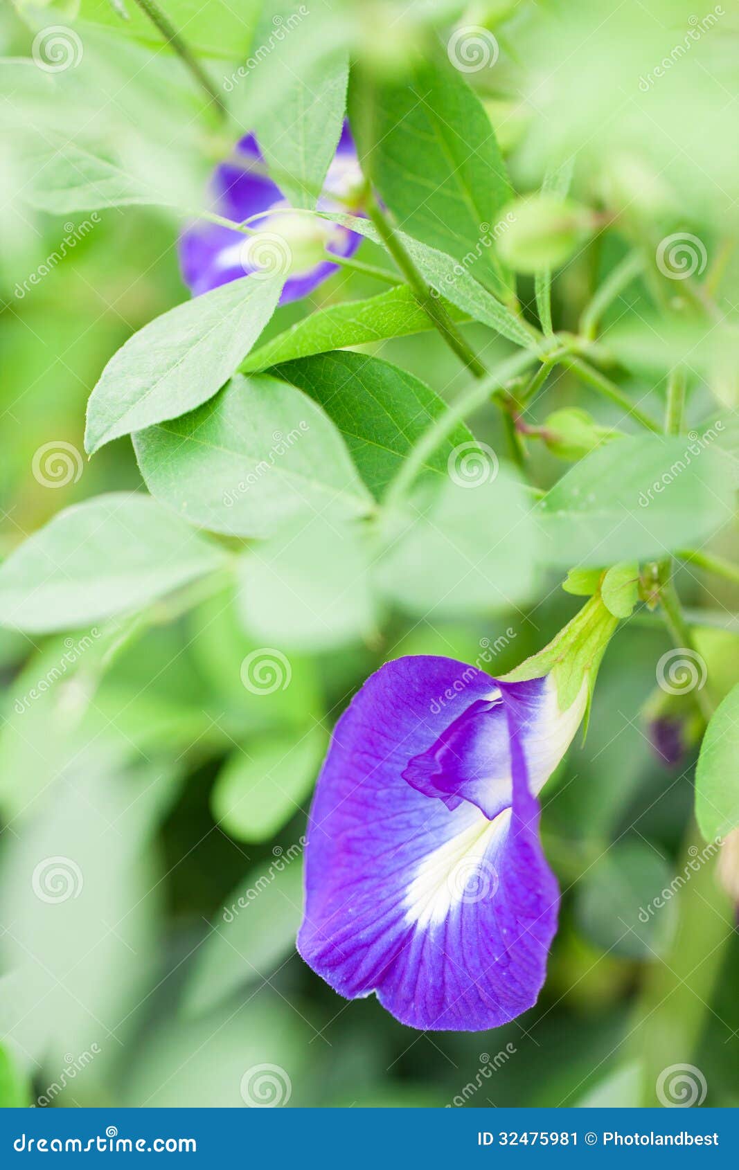 Butterfly pea flower stock image. Image of green, family - 32475981