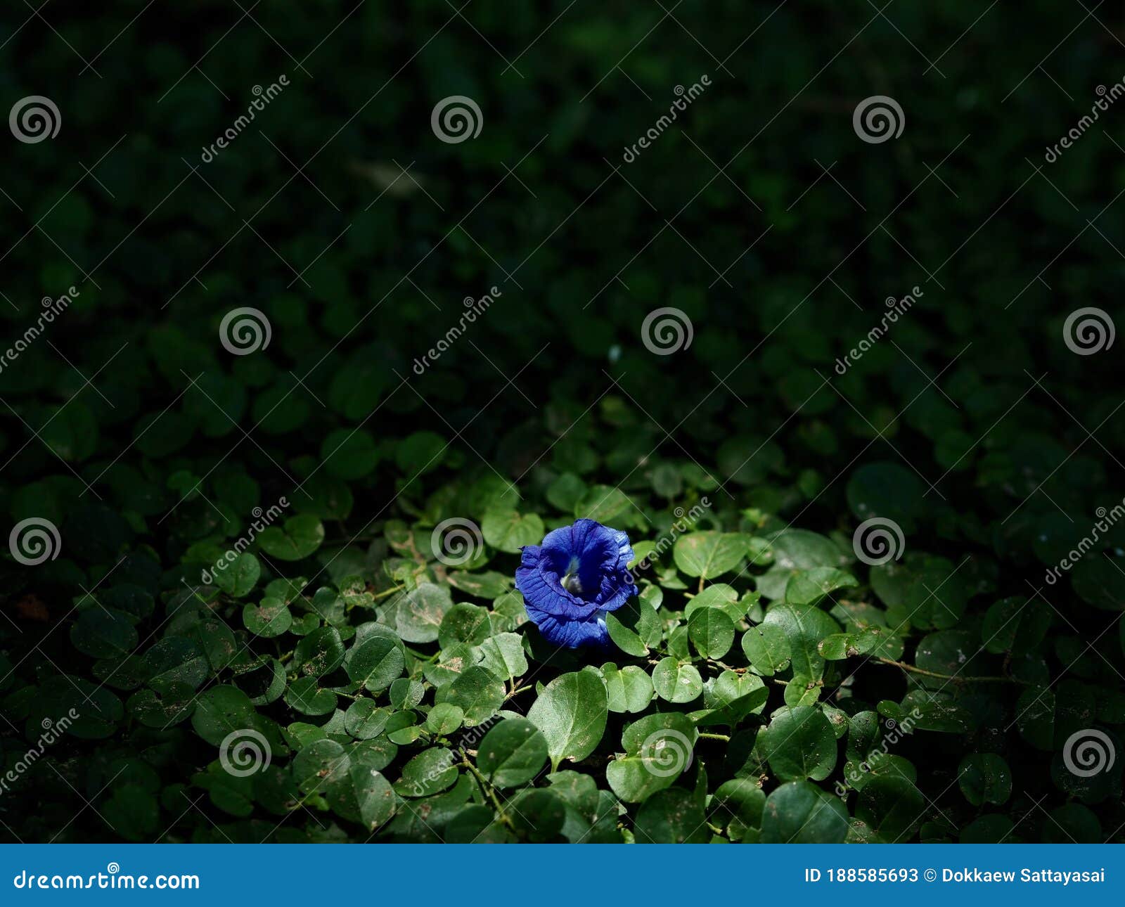 Butterfly Pea Flower on Roundleaf Bindweed Stock Image - Image of blue ...