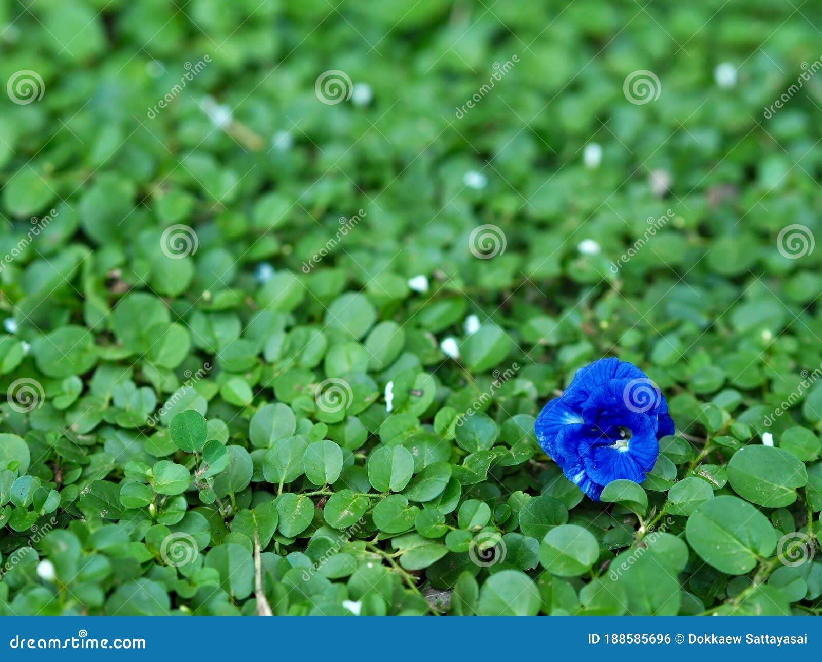 Butterfly Pea Flower on Roundleaf Bindweed Stock Photo - Image of ...