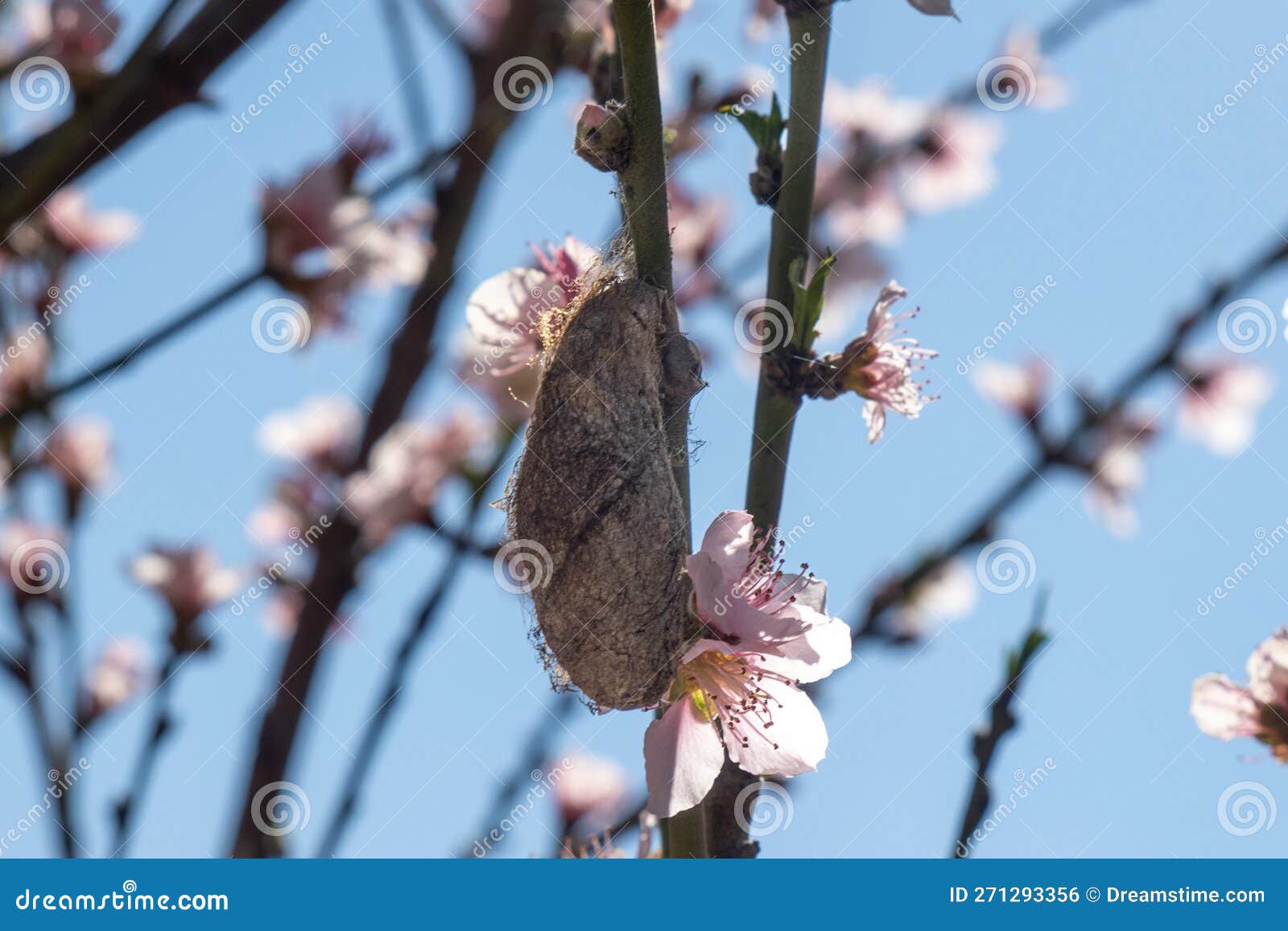 Butterfly on Peach Blossom in Spring, Close-up Stock Photo - Image of ...
