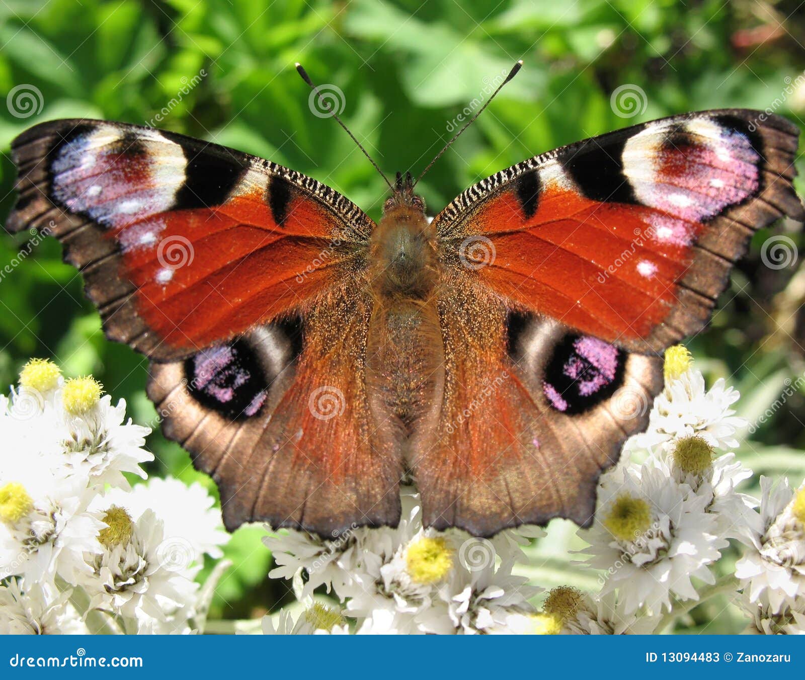 The Butterfly Peacock (Inachis Io) Stock Image - Image of gray ...