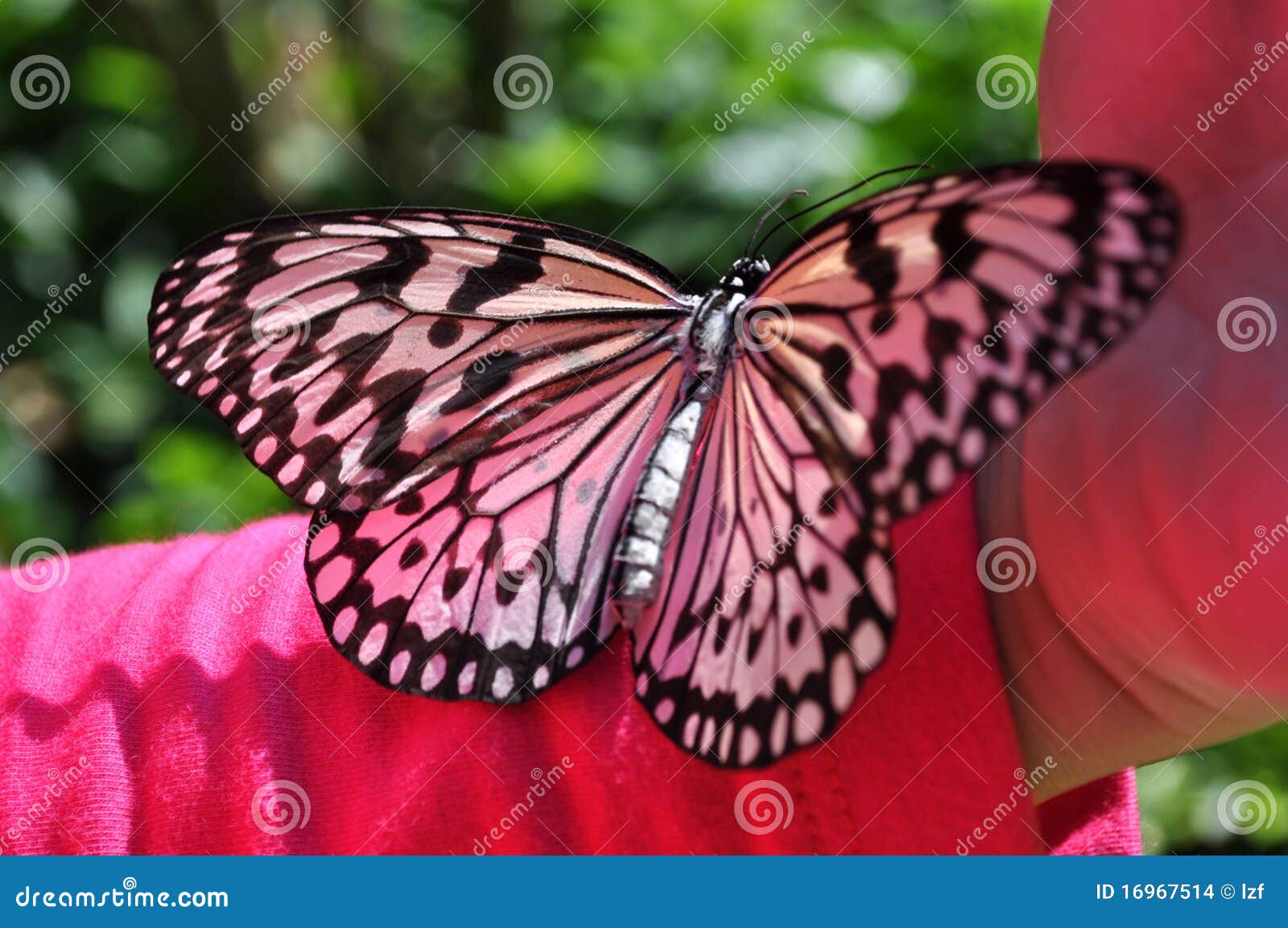 Butterfly with people stock photo. Image of green, love - 16967514