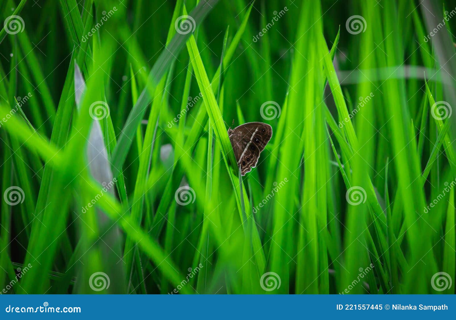 Butterfly Perch on a Blade of a Rice Plants Close Up Stock Image ...