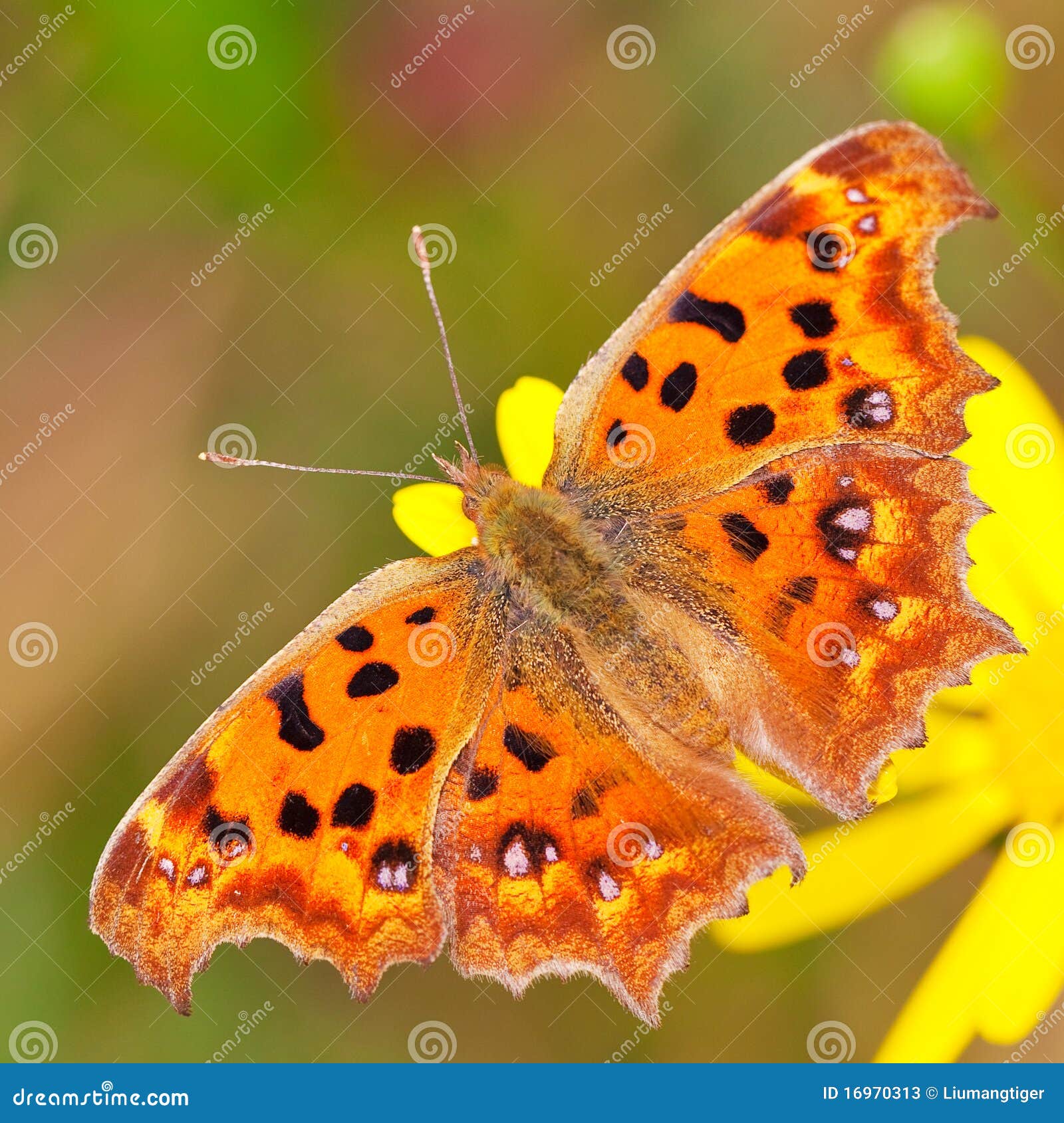 Butterfly perch on flower stock image. Image of insects - 16970313