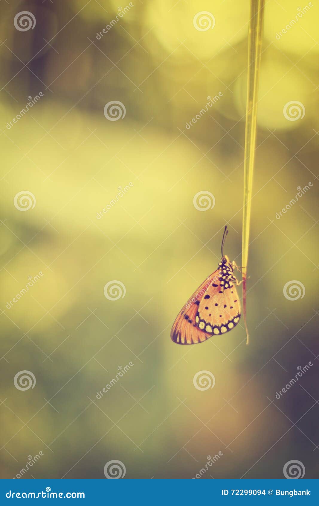 Butterfly Perch Leave of Coconut Tree Stock Photo - Image of beauty ...