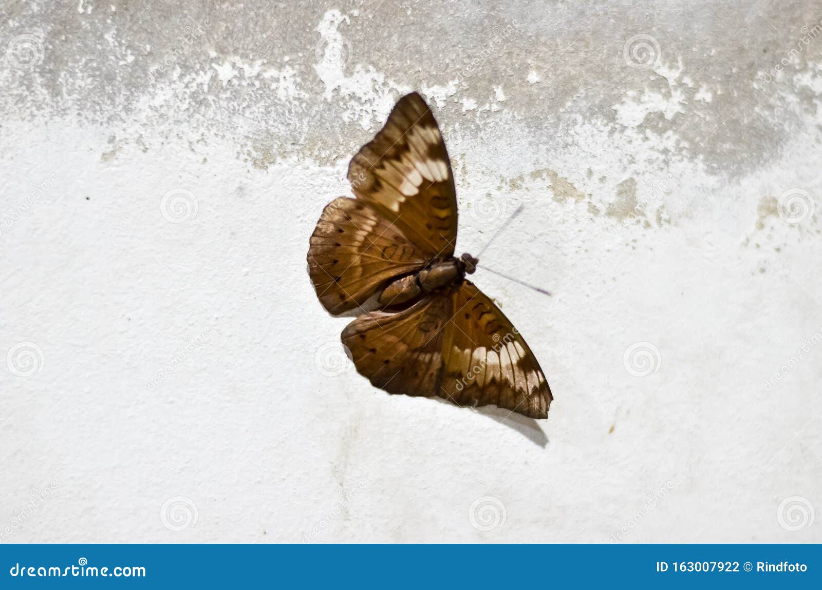 Butterfly Perch on a White Wall. Stock Photo - Image of natural, animal ...