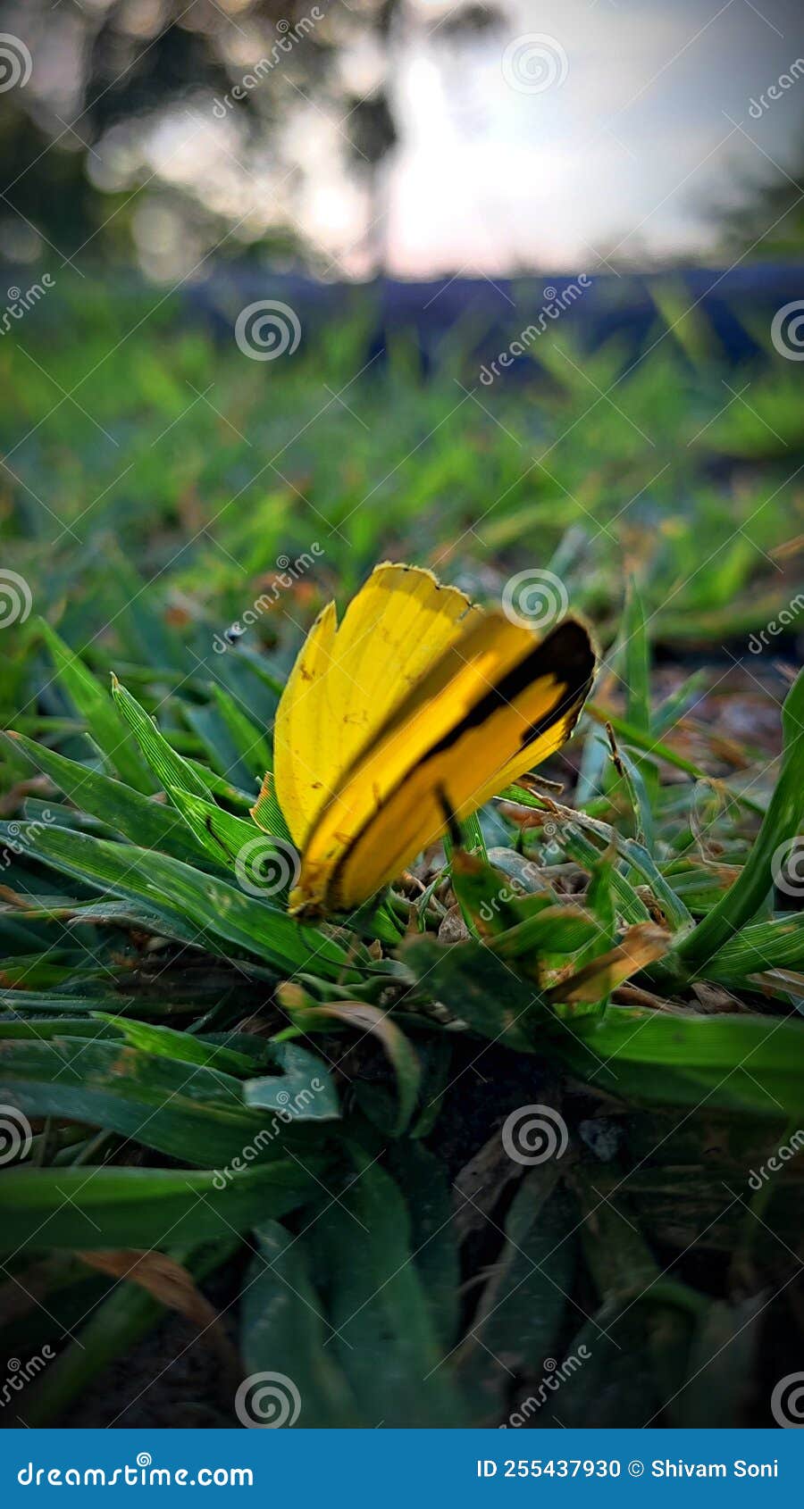 Butterfly photo stock photo. Image of yellow, animal - 255437930