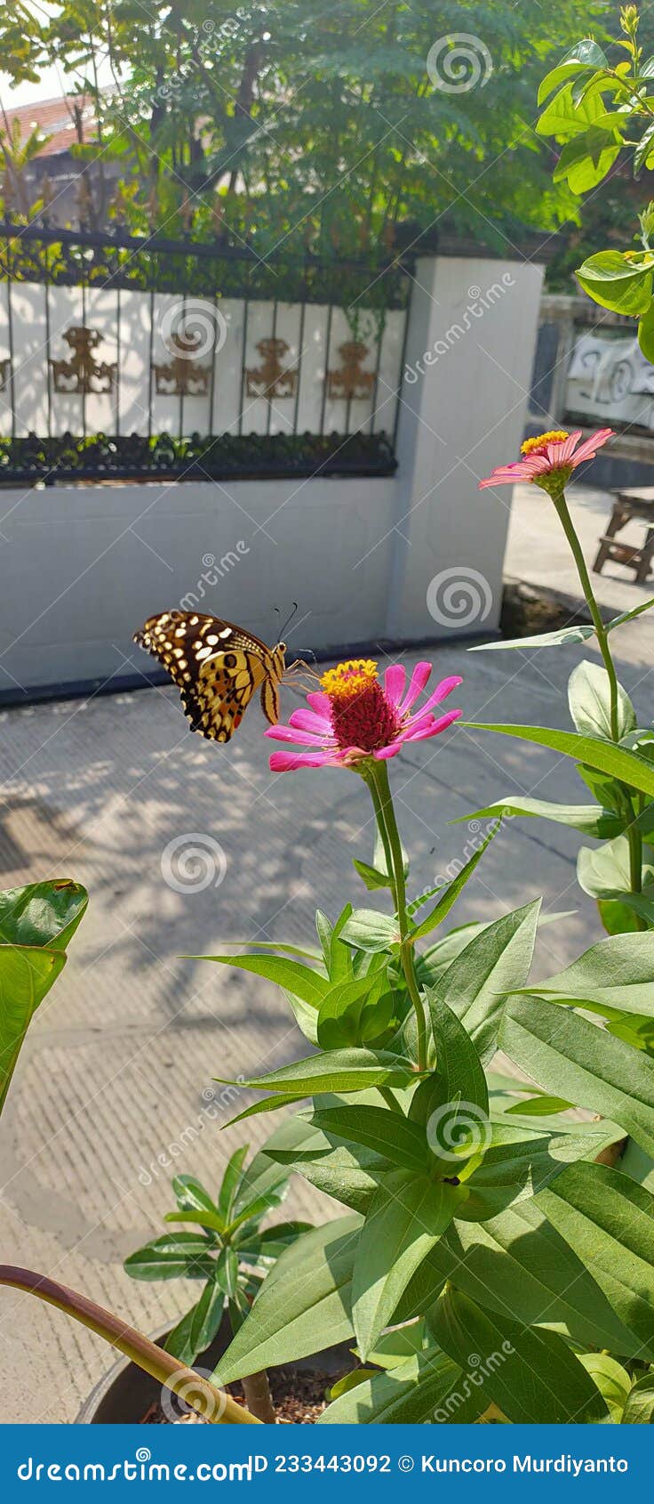 Butterfly with pink flower stock photo. Image of plant - 233443092