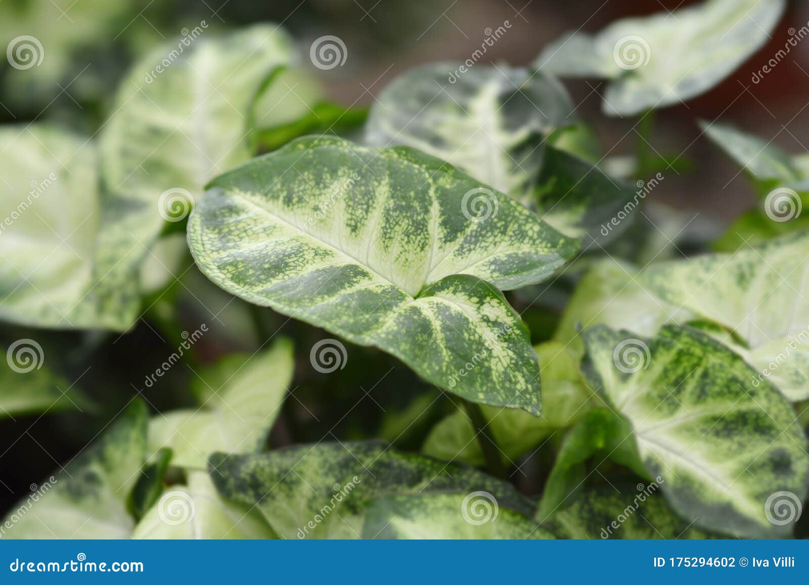 Butterfly Plant Pixie stock photo. Image of podophyllum - 175294602