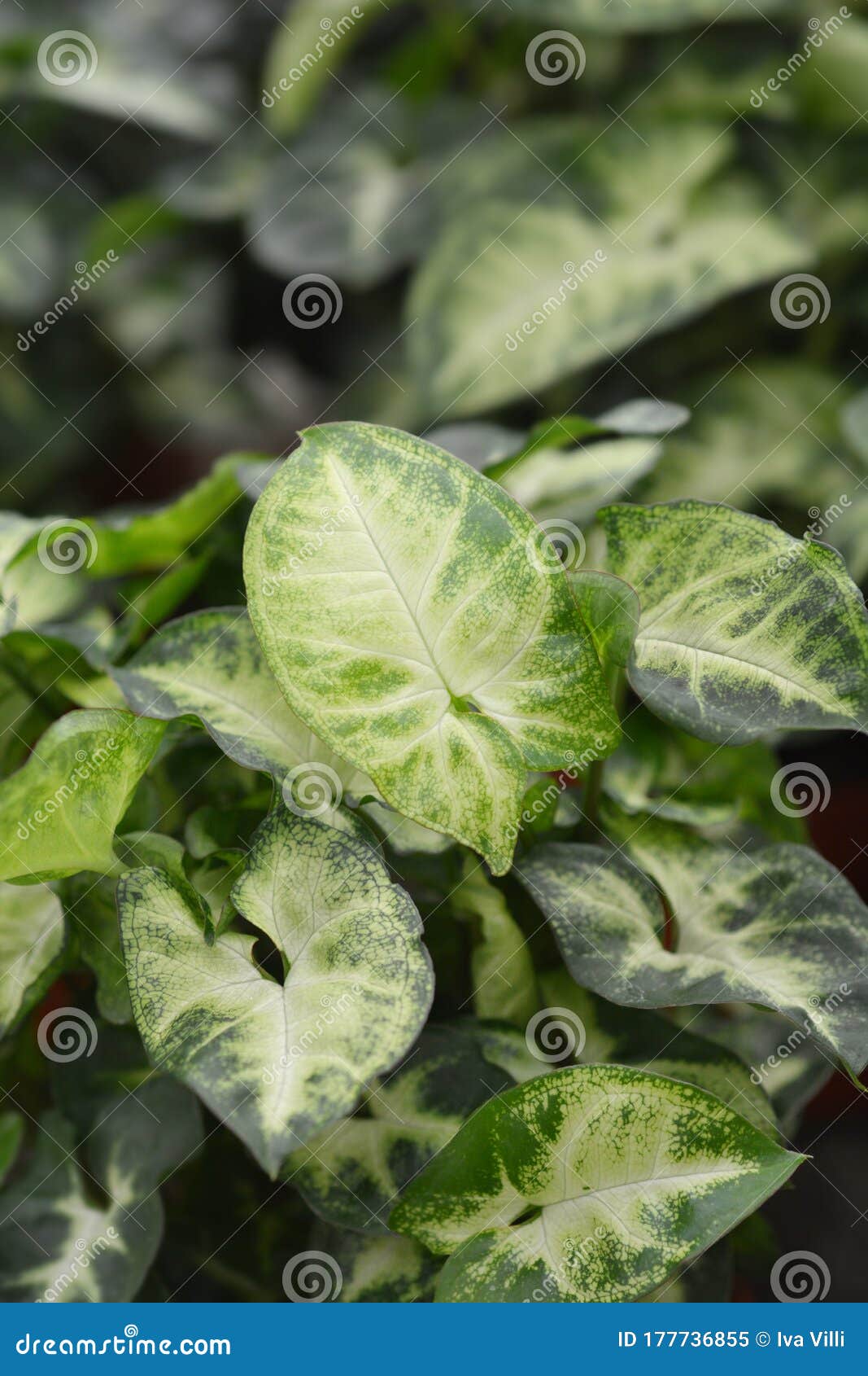 Syngonium Pixie Plant Stock Photos - Free & Royalty-Free Stock Photos ...