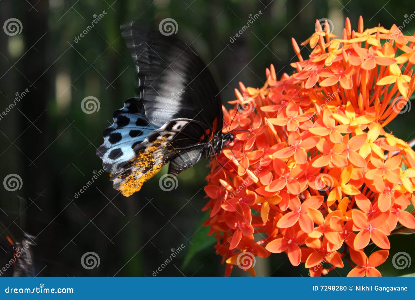 Butterfly Pollen stock photo. Image of flutter, pollen - 7298280