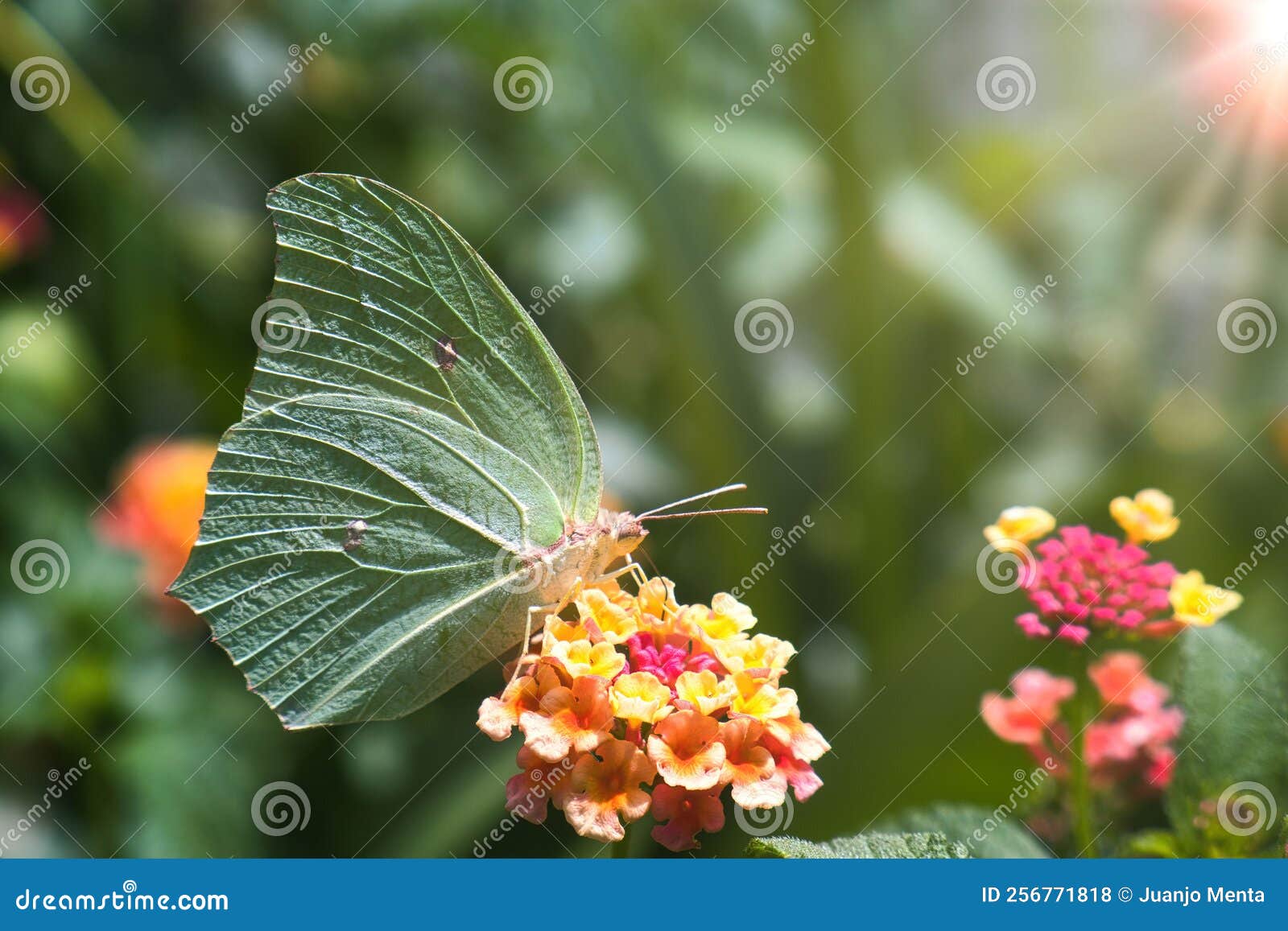A butterfly pollinating stock photo. Image of garden - 256771818