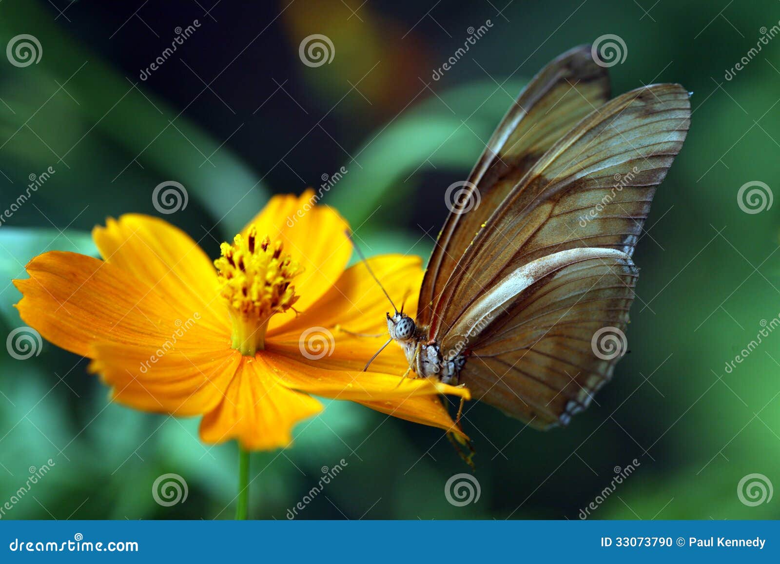 Butterfly Pollinating Flower Stock Photo - Image of insect, pollen ...
