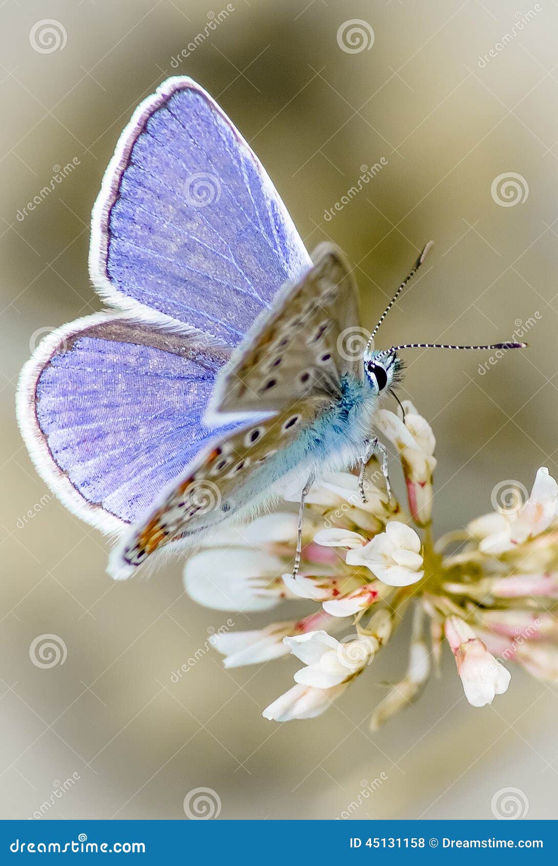 Butterfly stock photo. Image of gnat, nature, wild, shot - 45131158