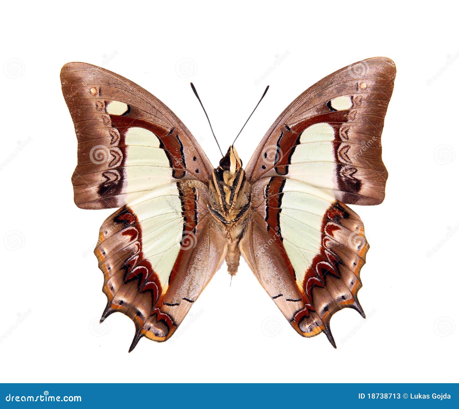 Butterfly Polyura athamas stock image. Image of beautiful - 18738713