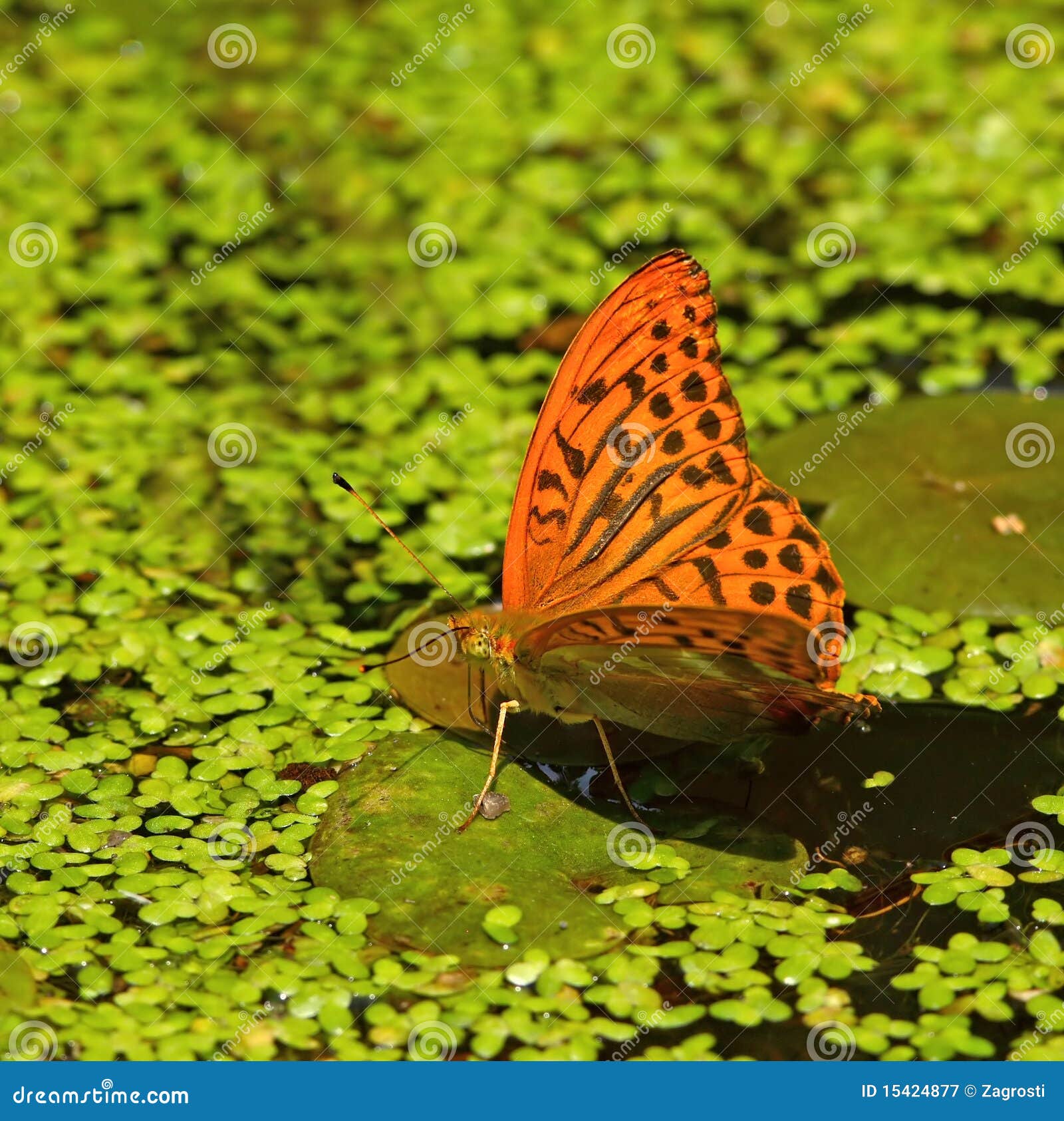 Butterfly on pond stock image. Image of flora, closeup - 15424877