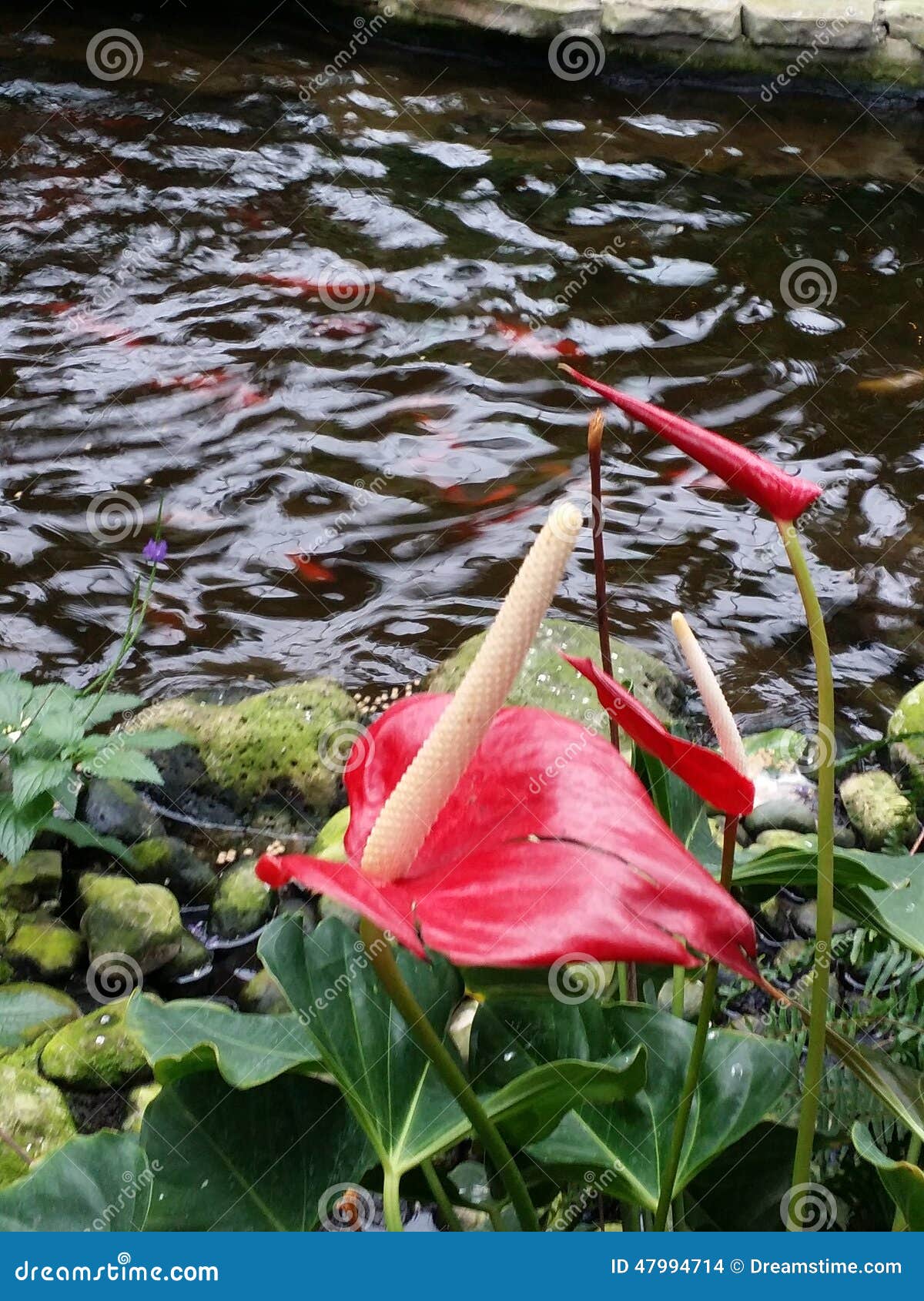Butterfly Pond stock photo. Image of leaves, pond, flower - 47994714