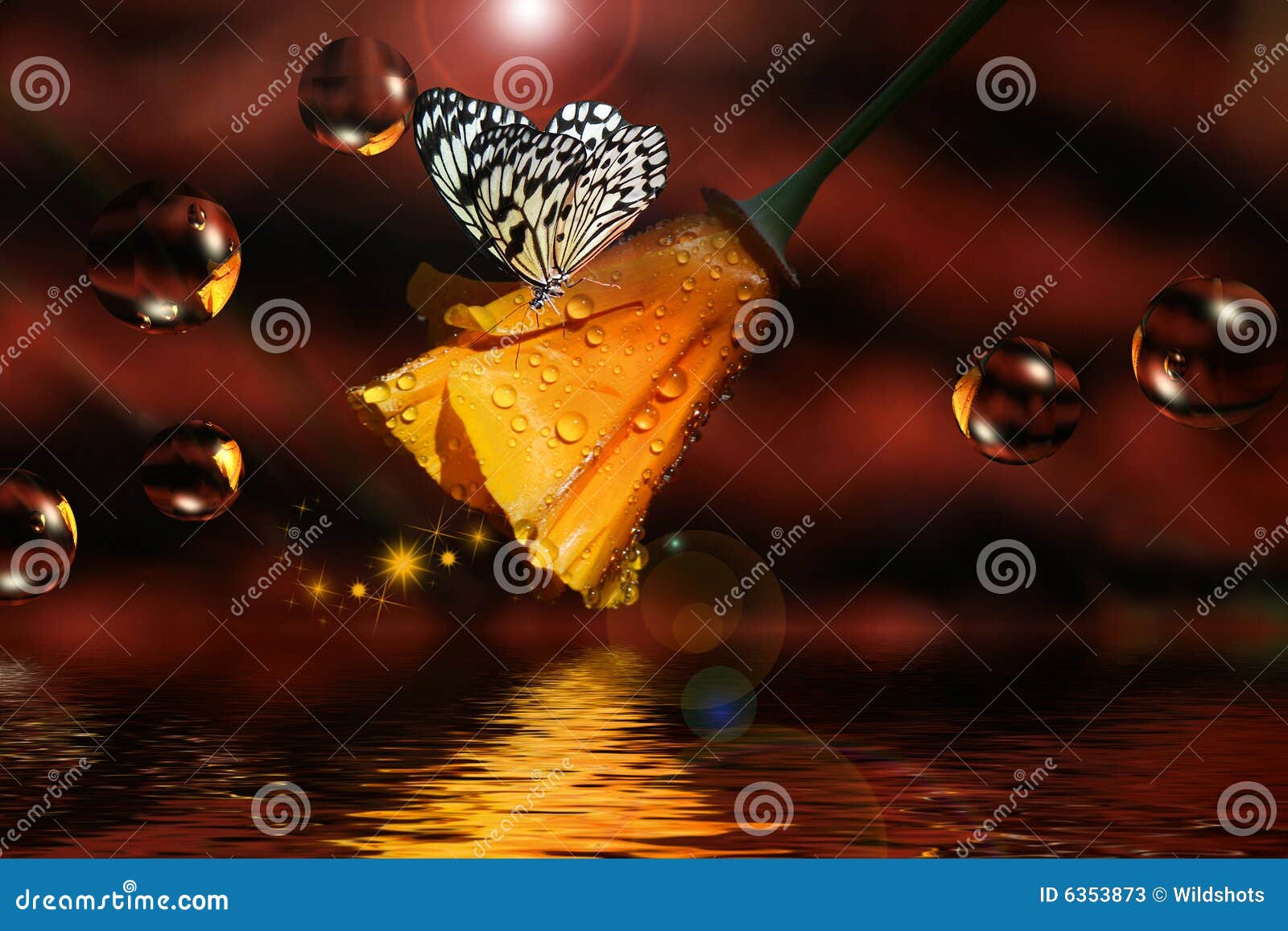 Butterfly on Poppy stock image. Image of dreamy, reflection - 6353873