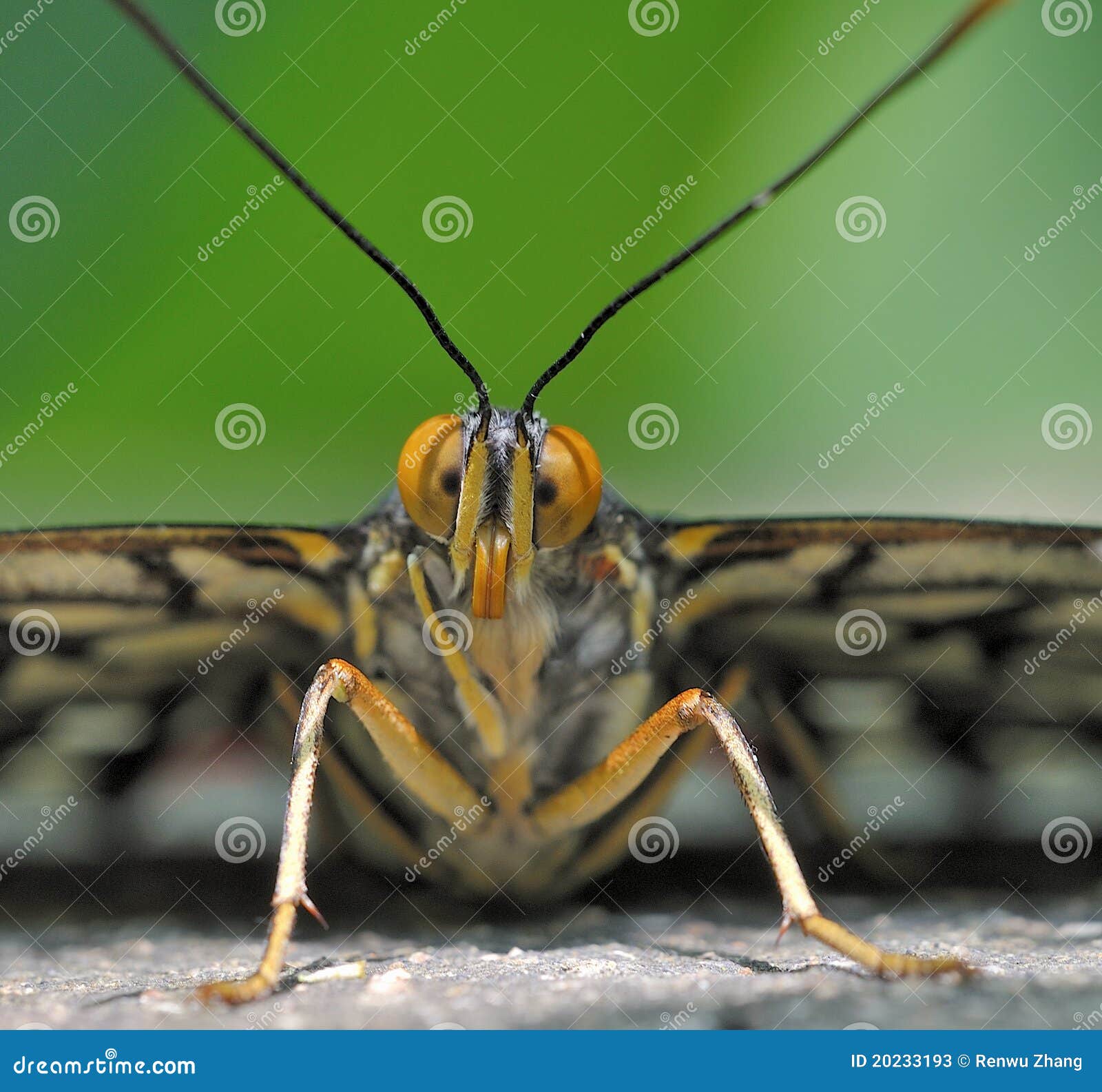 Butterfly portrait stock image. Image of frontage, energetic - 20233193