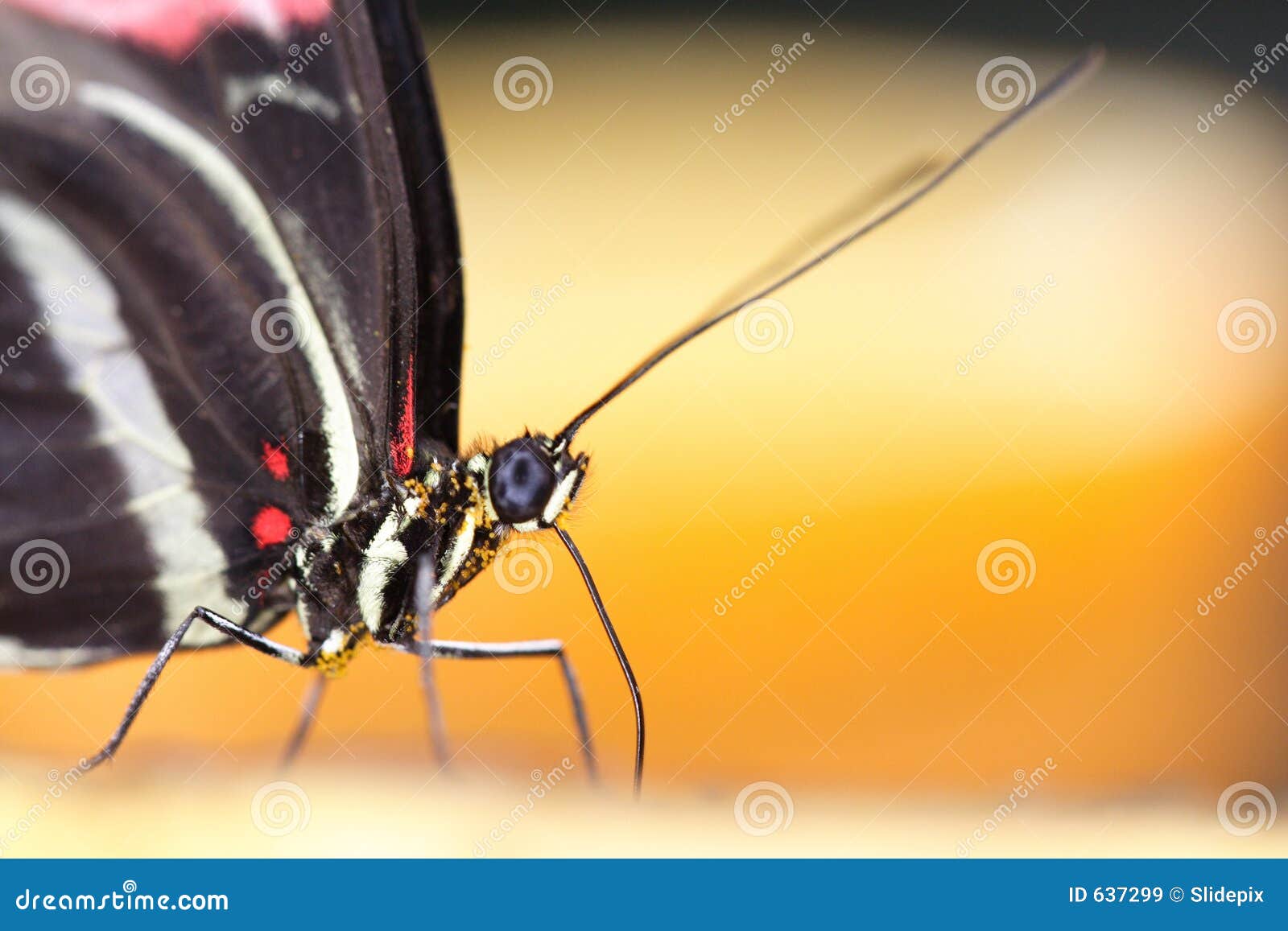 Butterfly Portrait stock image. Image of stroke, insect - 637299