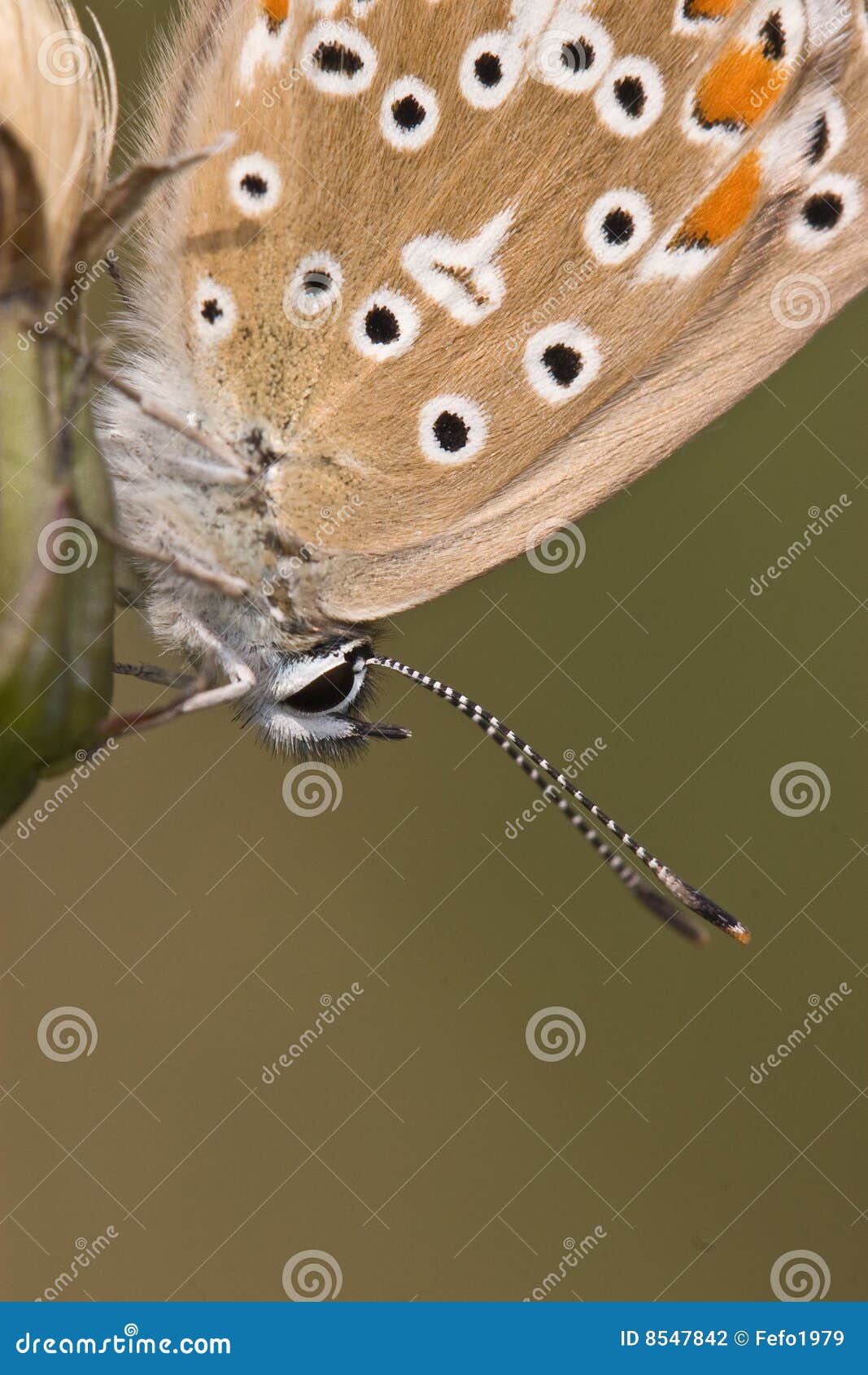 Butterfly portrait stock photo. Image of macro, insect - 8547842