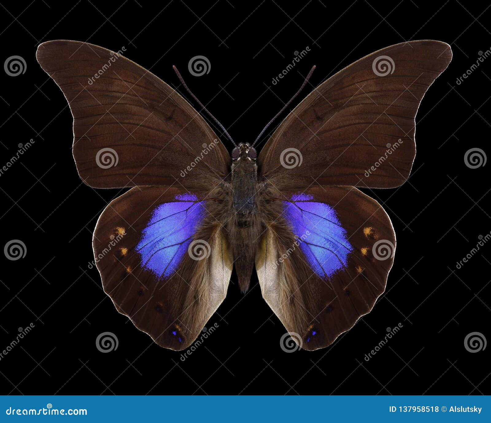 Butterfly Prepona Dexamenus Underside Royalty-Free Stock Photography ...