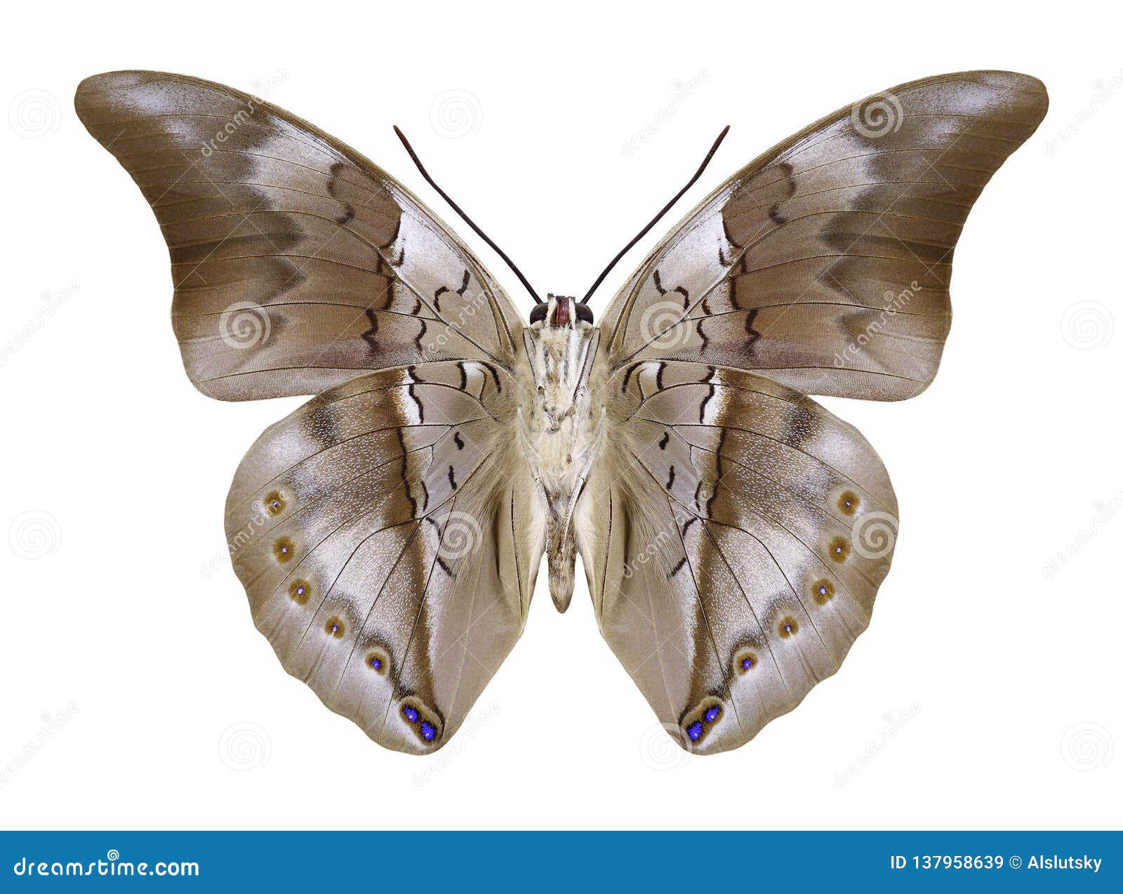 Butterfly Prepona Dexamenus Underside Royalty-Free Stock Photography ...
