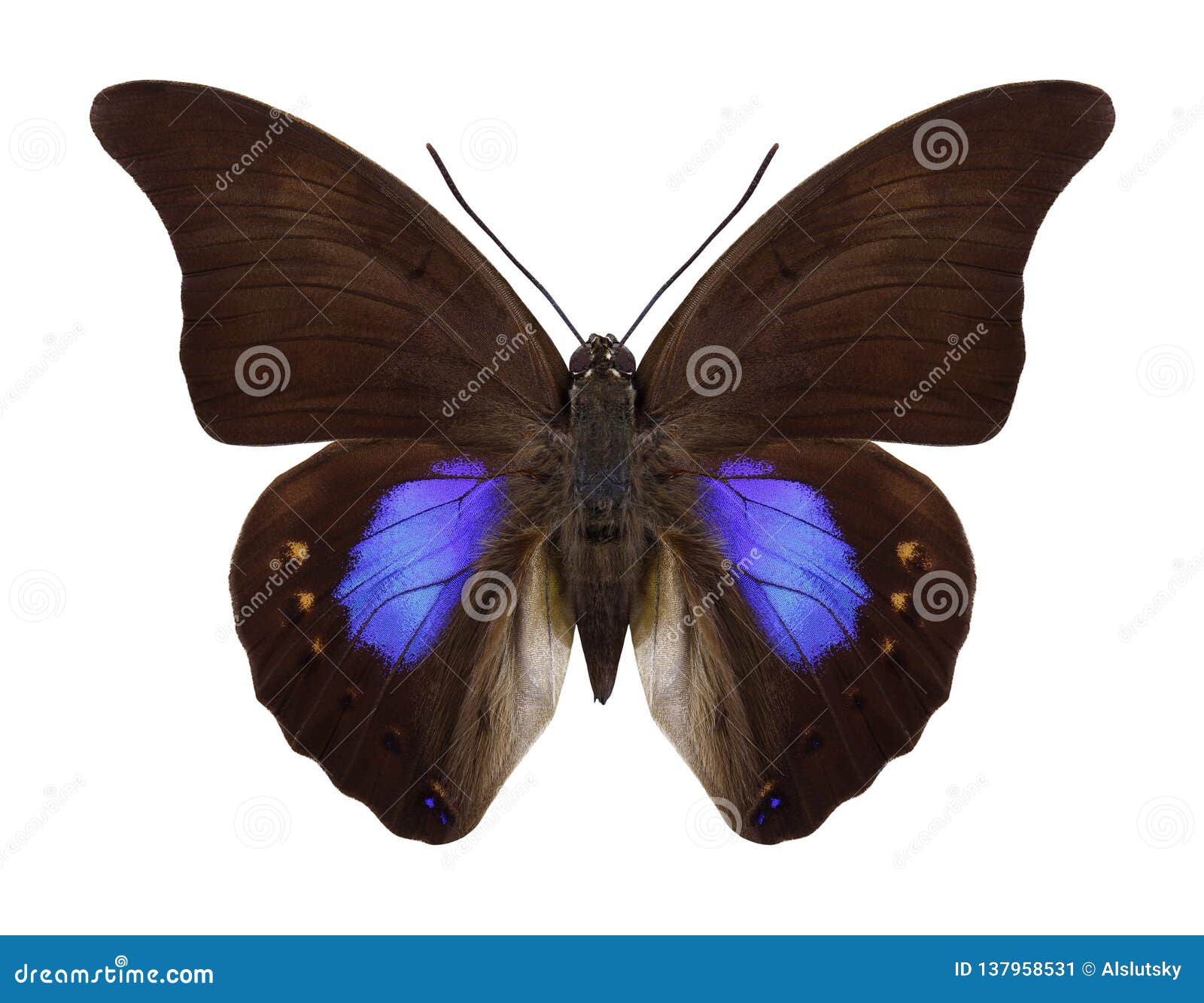 Butterfly Prepona chromus stock image. Image of lepidoptera - 137958531