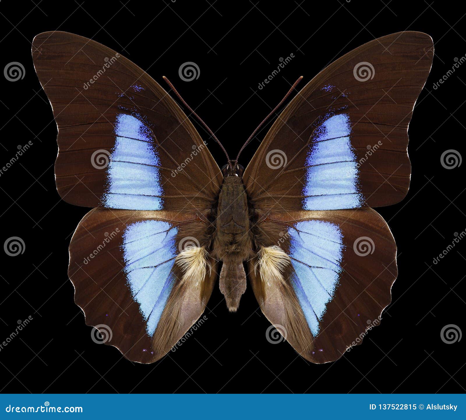 Butterfly Prepona eugenes stock image. Image of perfection - 137522815