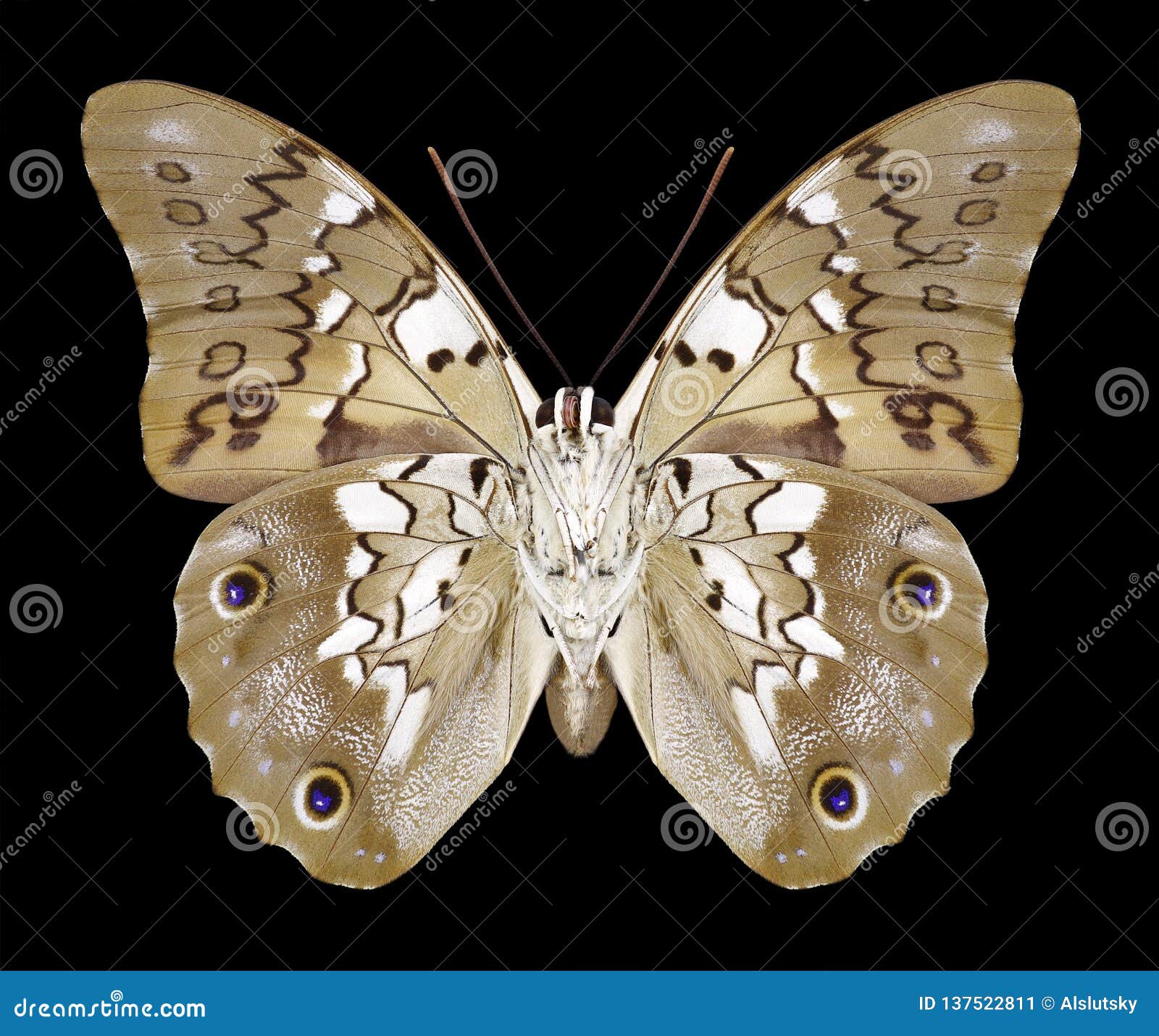 Butterfly Prepona Chromus Stock Photography | CartoonDealer.com #137958518